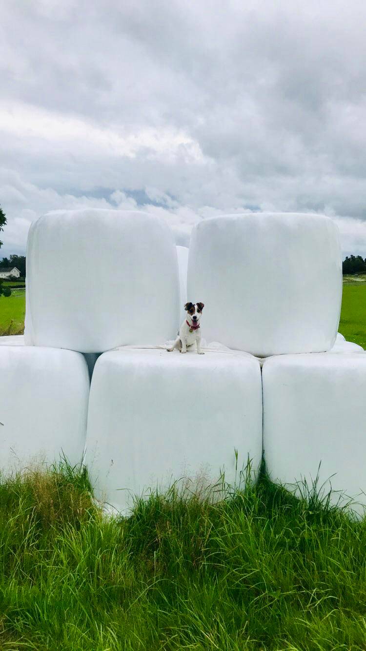 A King Looking Down Upon His Peasants Scrolller
