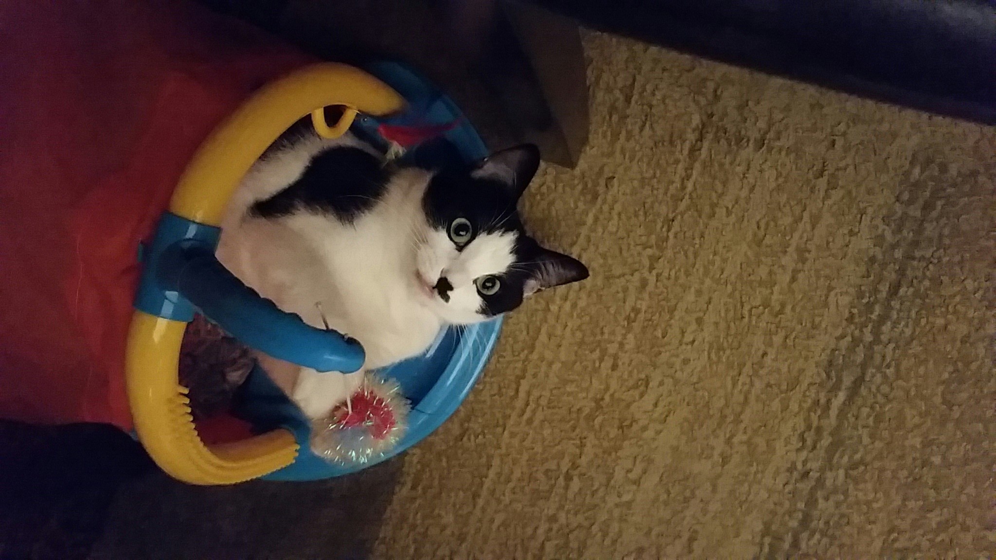 A Kitler appearing from her bunker | Scrolller