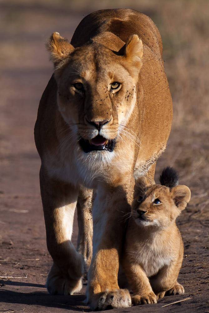 A lioness and her cub | Scrolller