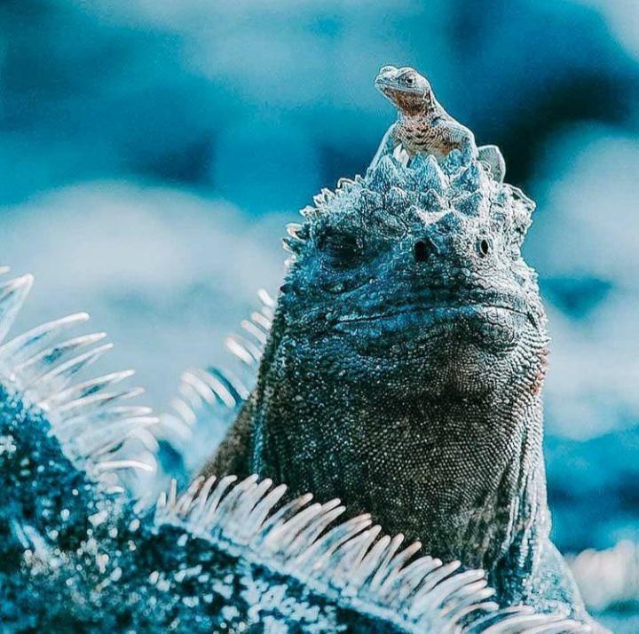 A lizard hanging out with a marine iguana | Scrolller