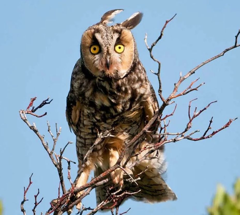 🔥 A long-eared owl's prominent feature swayed with the wind | Scrolller