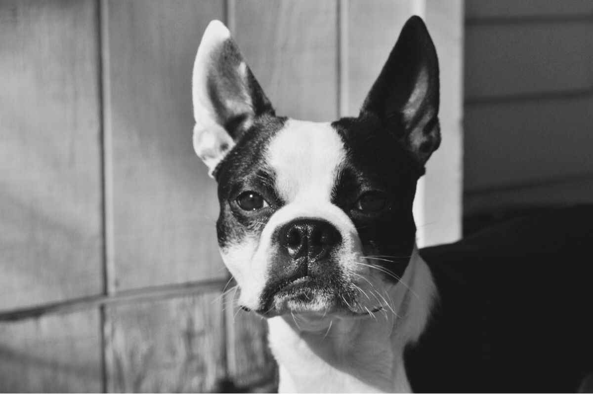 A majestic Boston | Scrolller