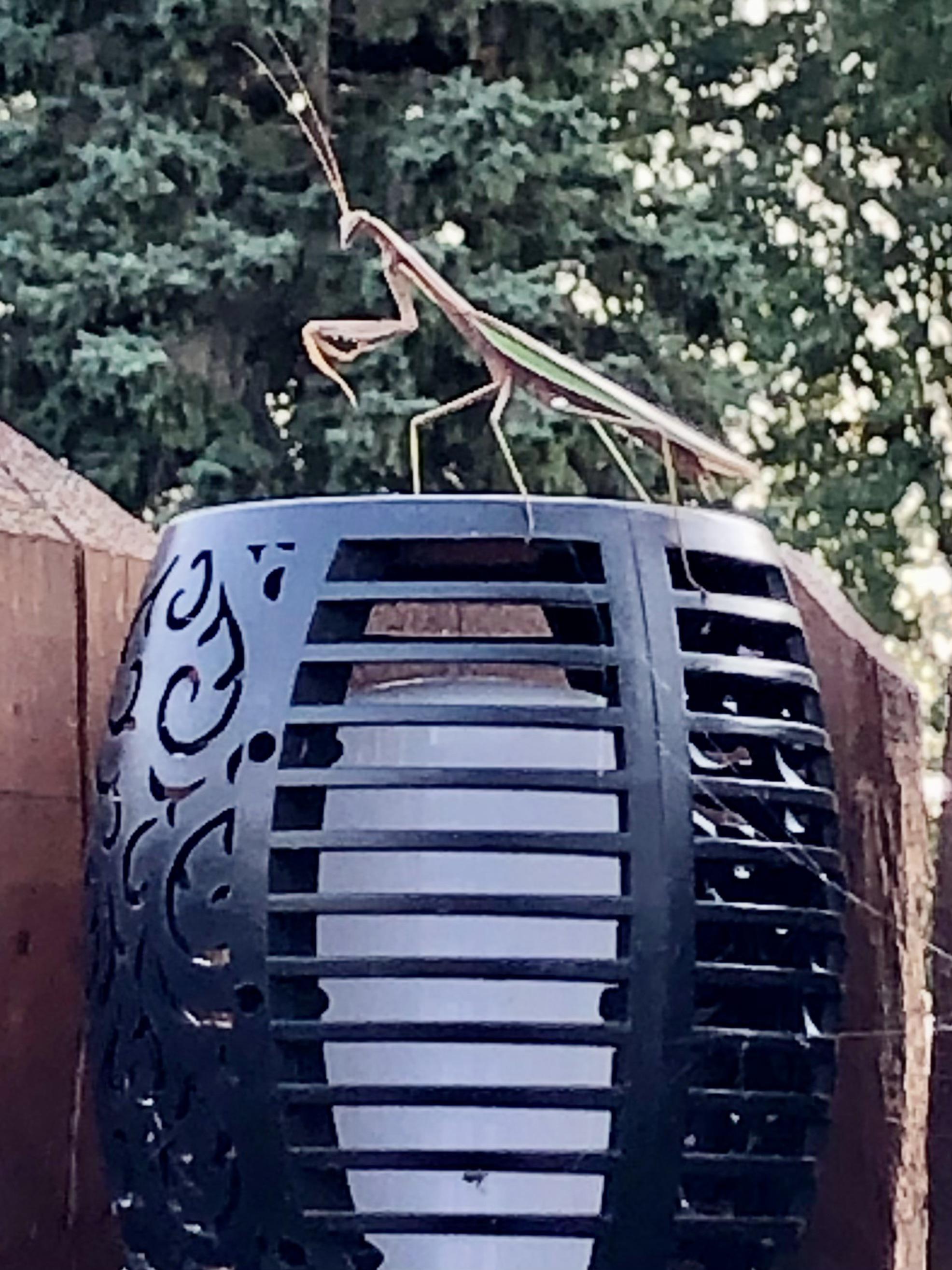 A majestic friend on the solar light. He looks like mantis royalty to me. | Scrolller