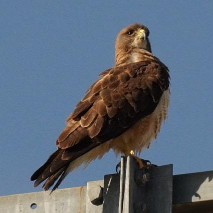 A majestic looking Swainsons hawk | Scrolller