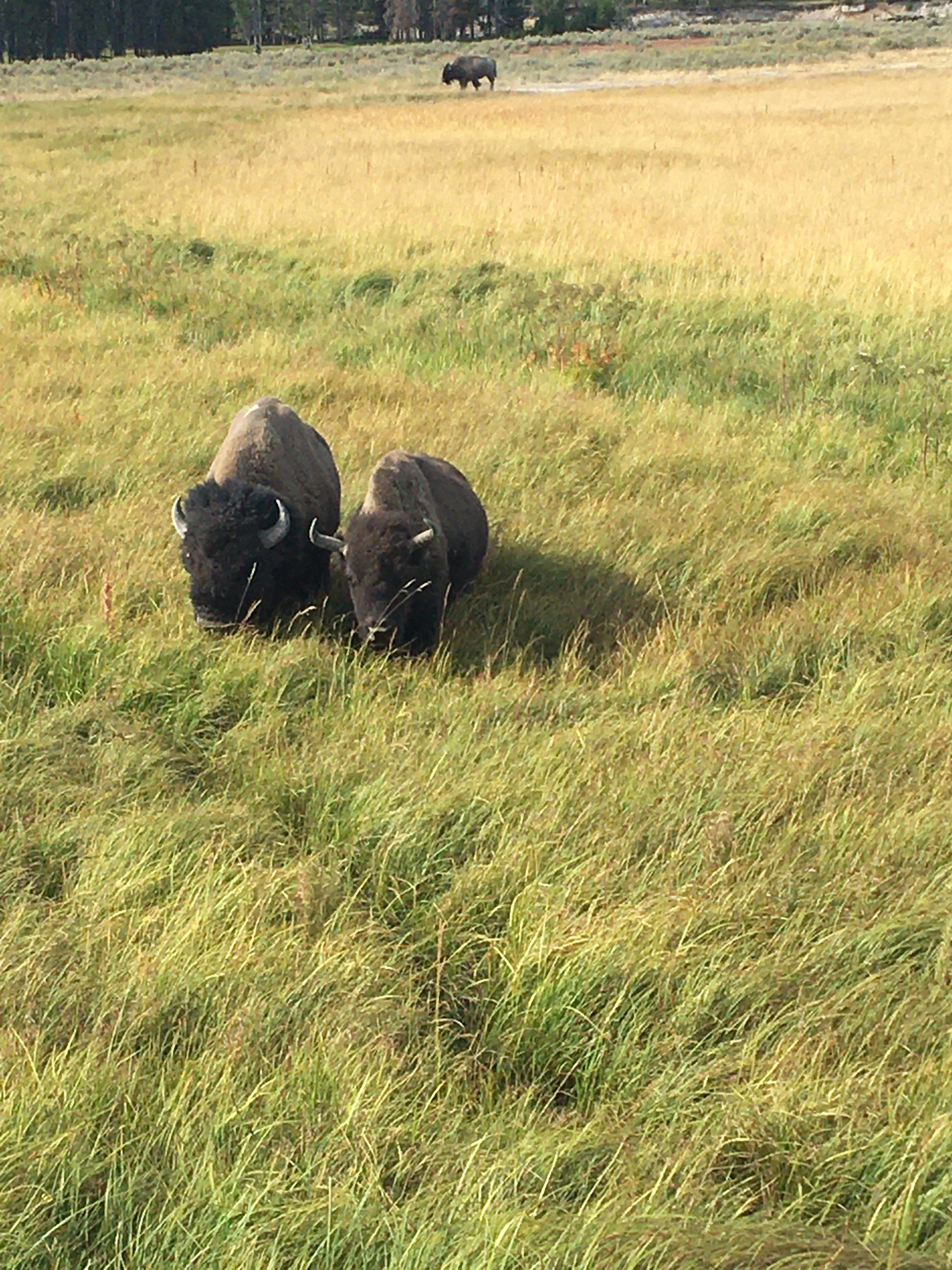 A male and a female bison. | Scrolller