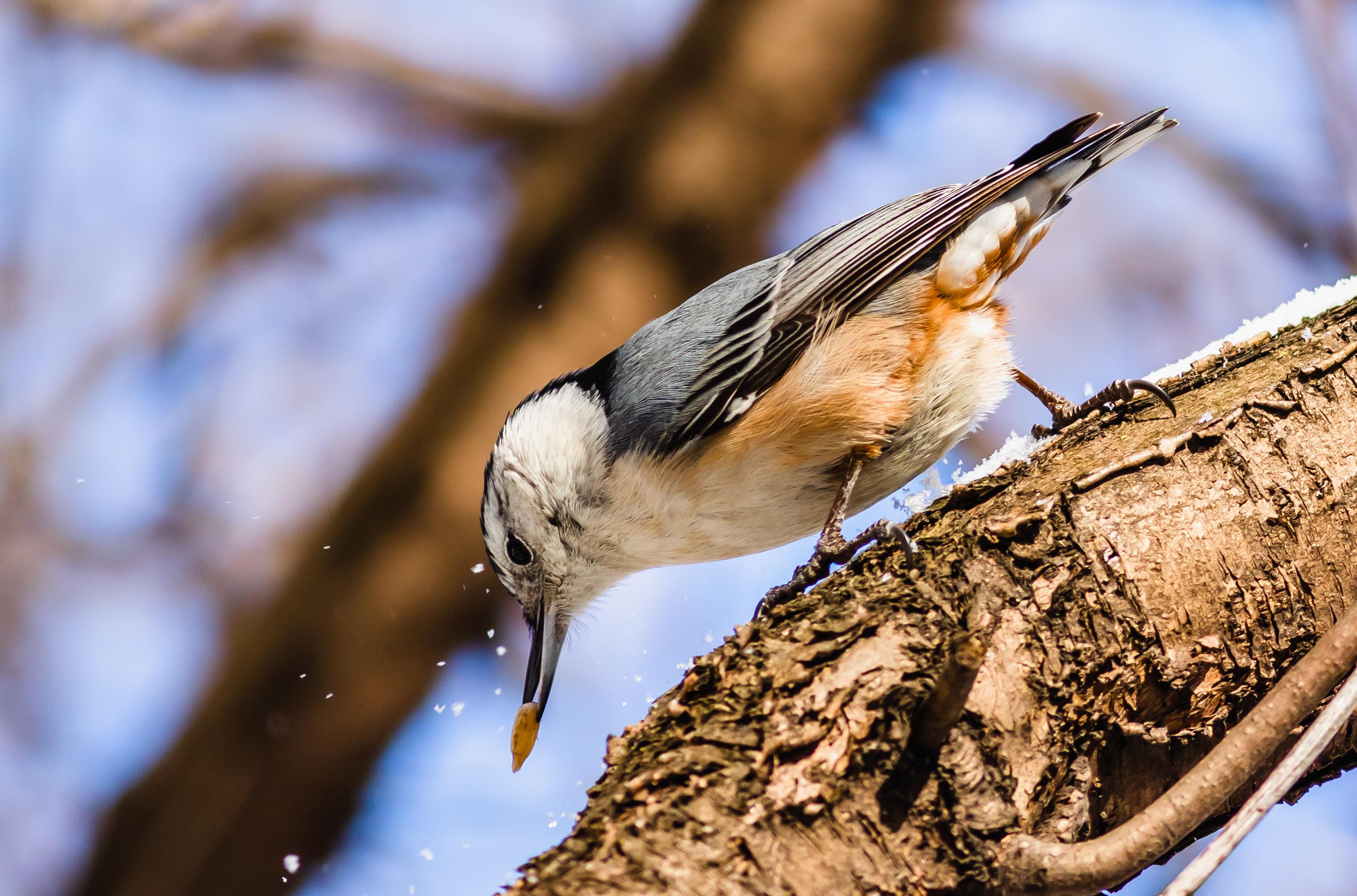 A male white-breasted nuthatch | Scrolller