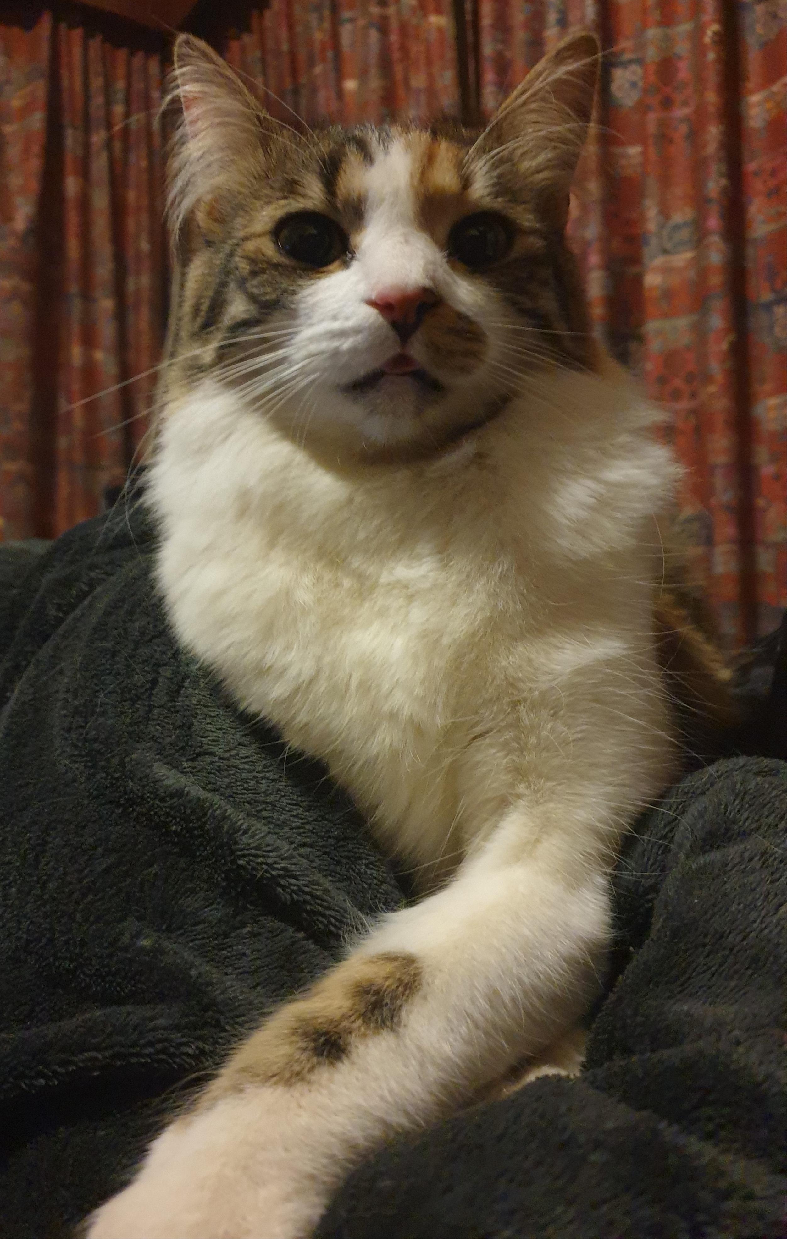 A mini blep | Scrolller