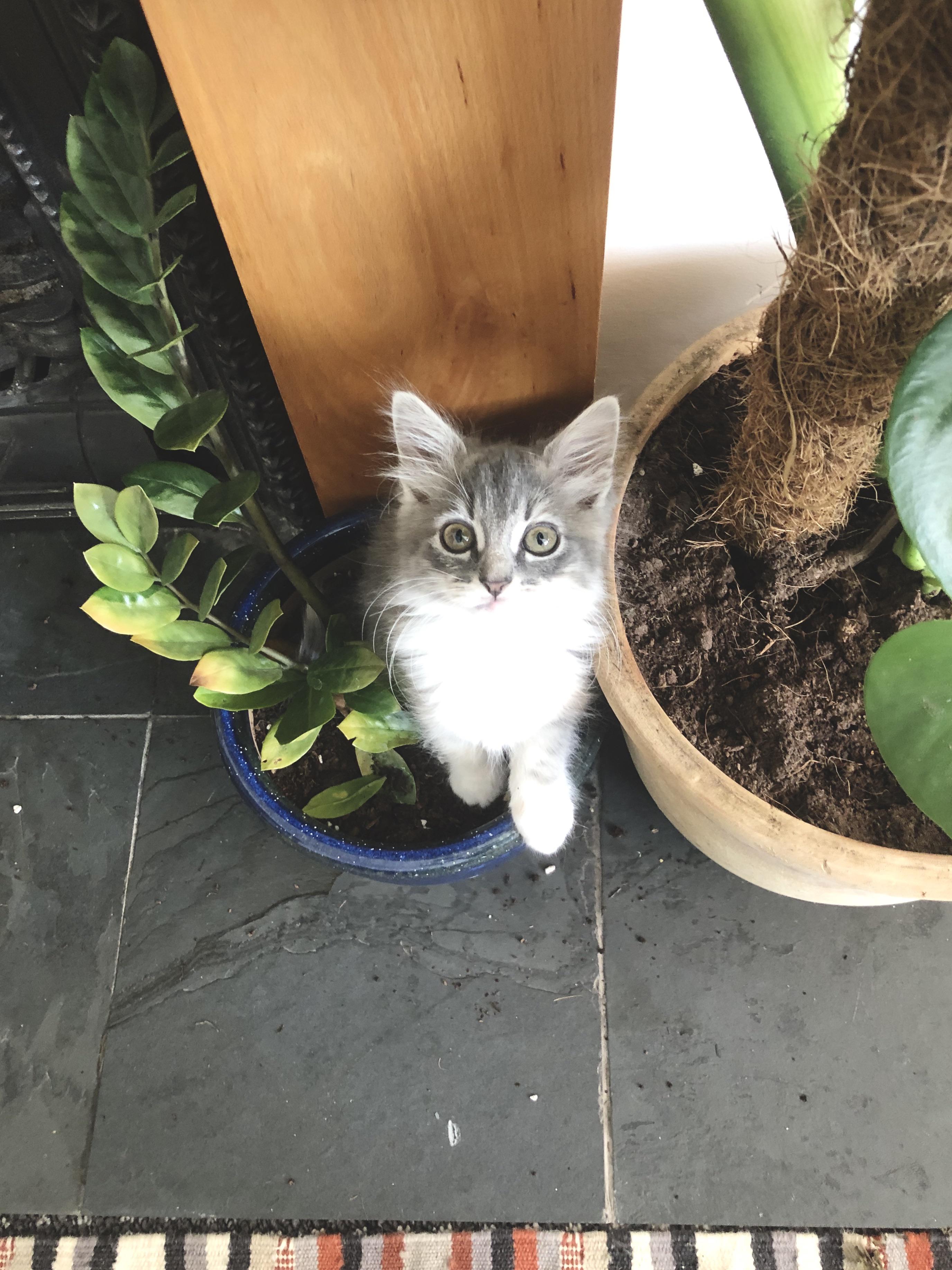 A mini floof has appeared, not yet ripe. | Scrolller