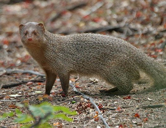 A mongoose | Scrolller