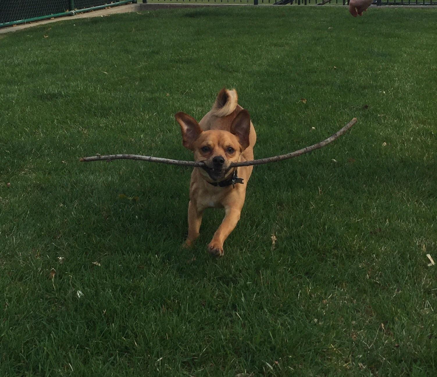 A mutt that loves fetch. | Scrolller