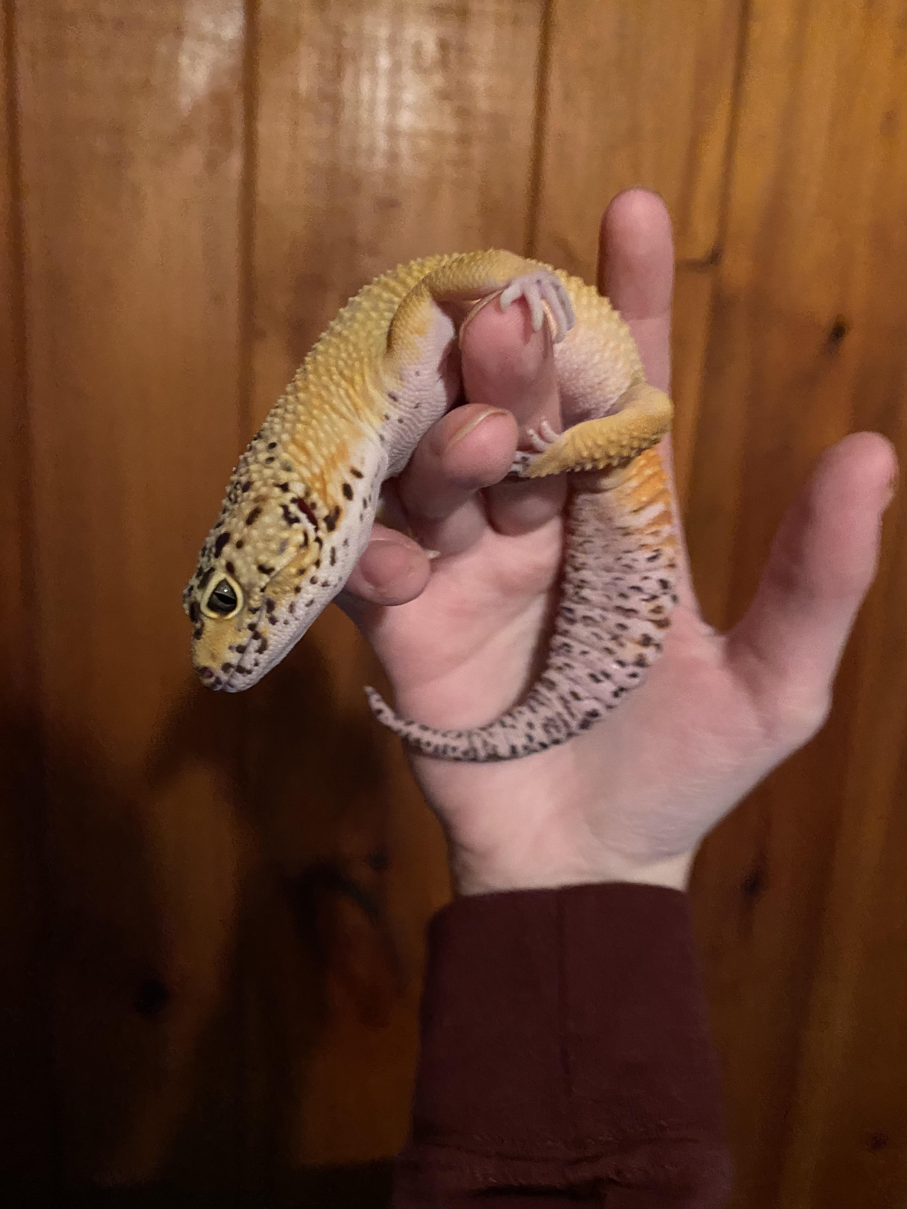 A overdue update on the legend mico | Scrolller