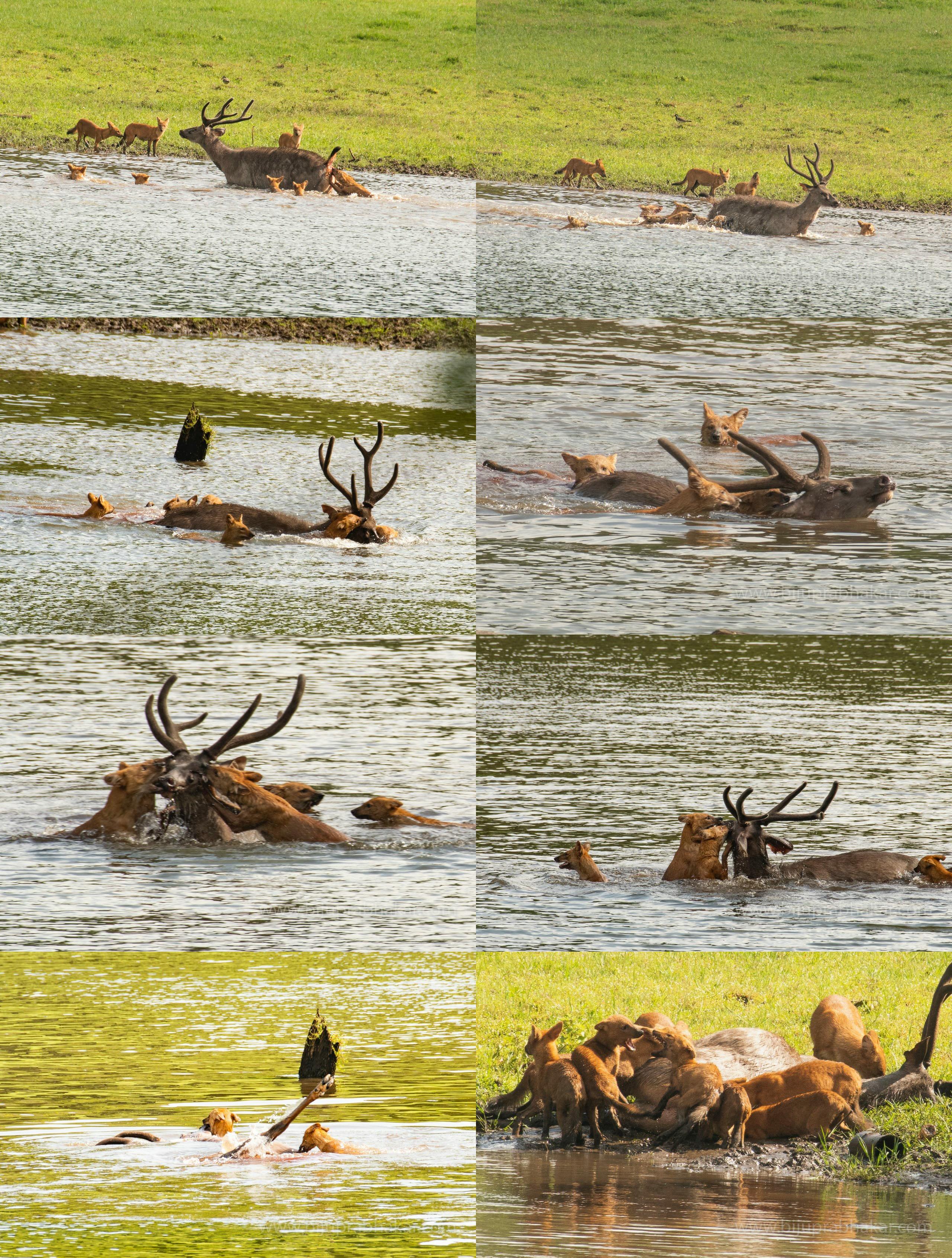A pack of Dholes killing a Sambar stag | Scrolller
