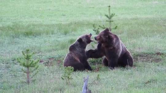 A pair of courting bears | Scrolller