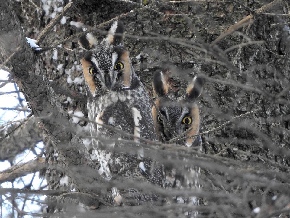 A pair of Long-eared Owls peering out from a dense conifer | Scrolller