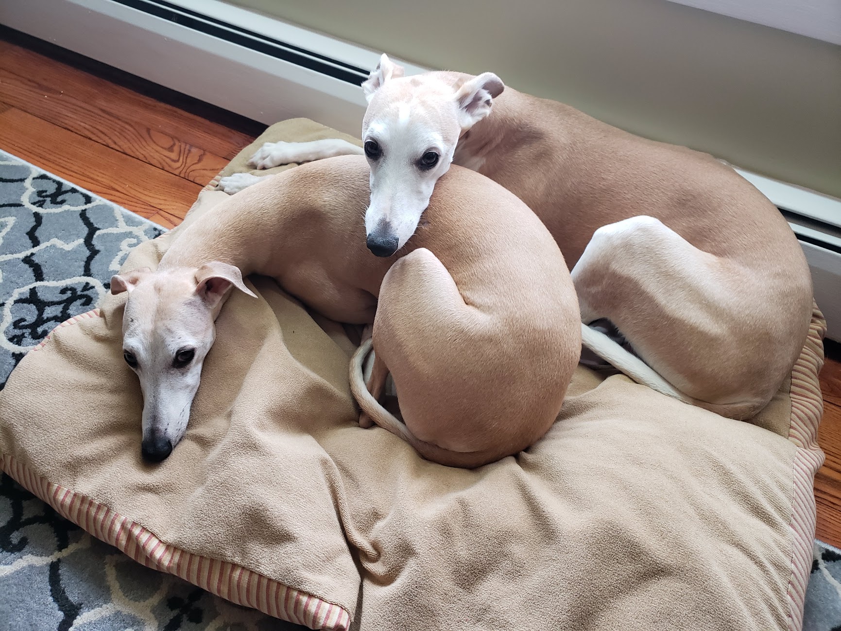 A pair of whippets | Scrolller