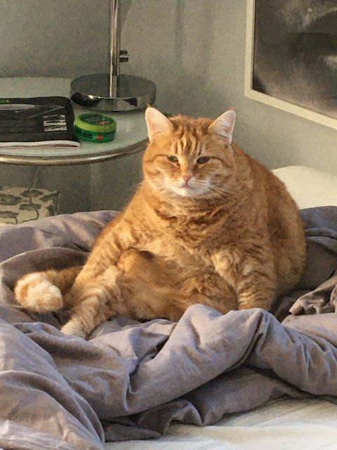 A picture of my friend's chonker | Scrolller