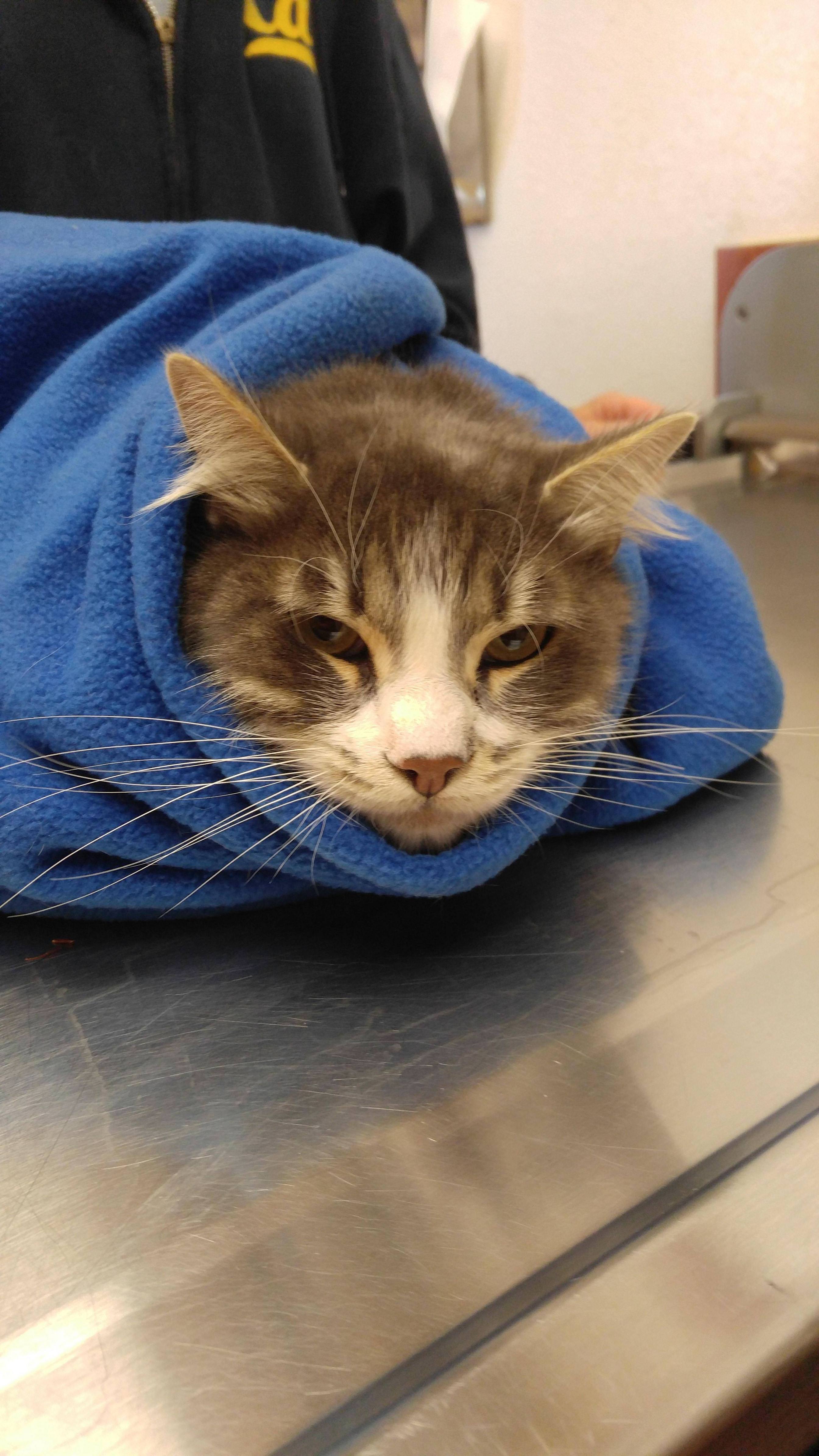 A Pooter Purrito | Scrolller