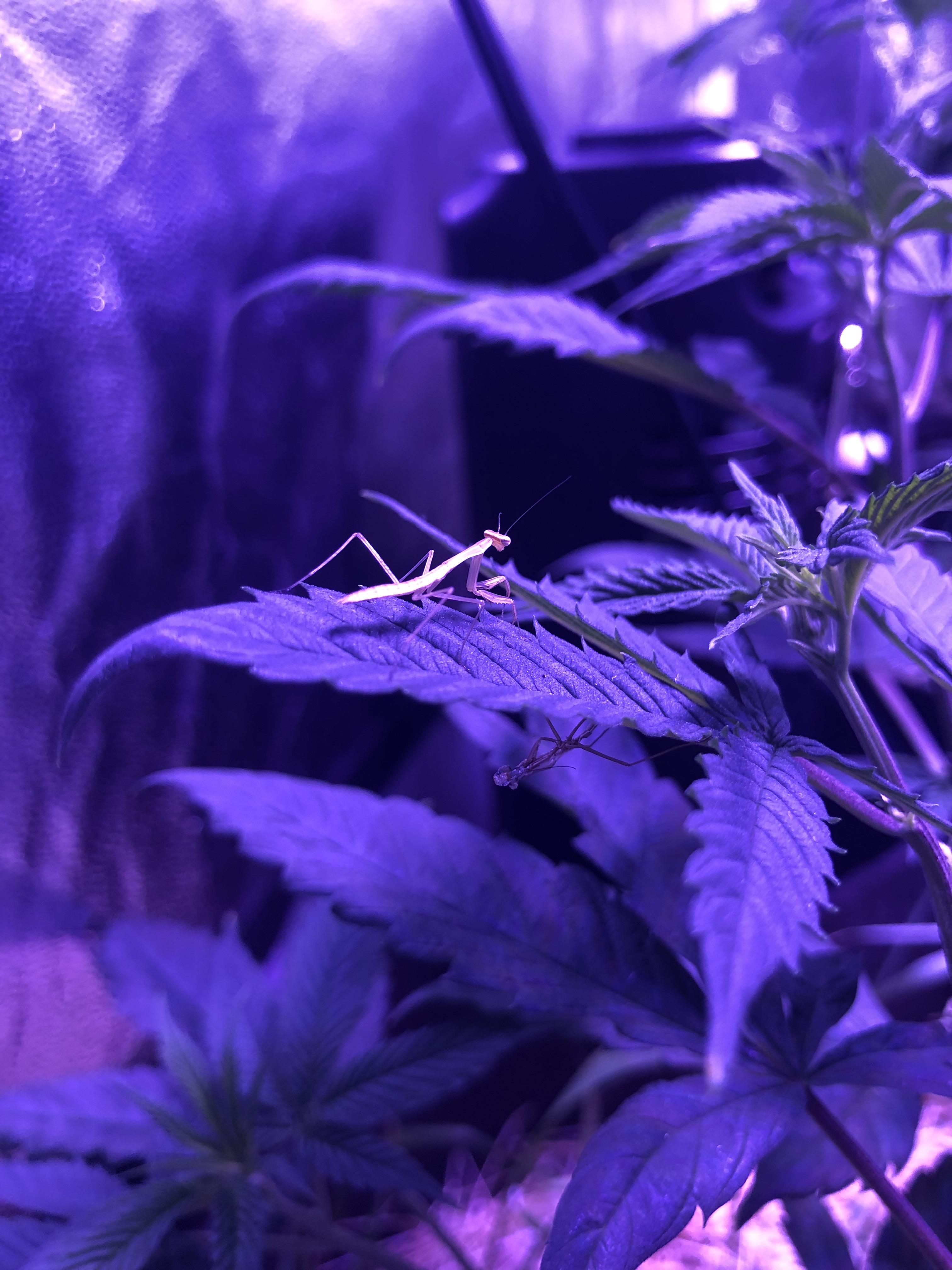 A praying mantis with its freshly shed exoskeleton hanging below it | Scrolller