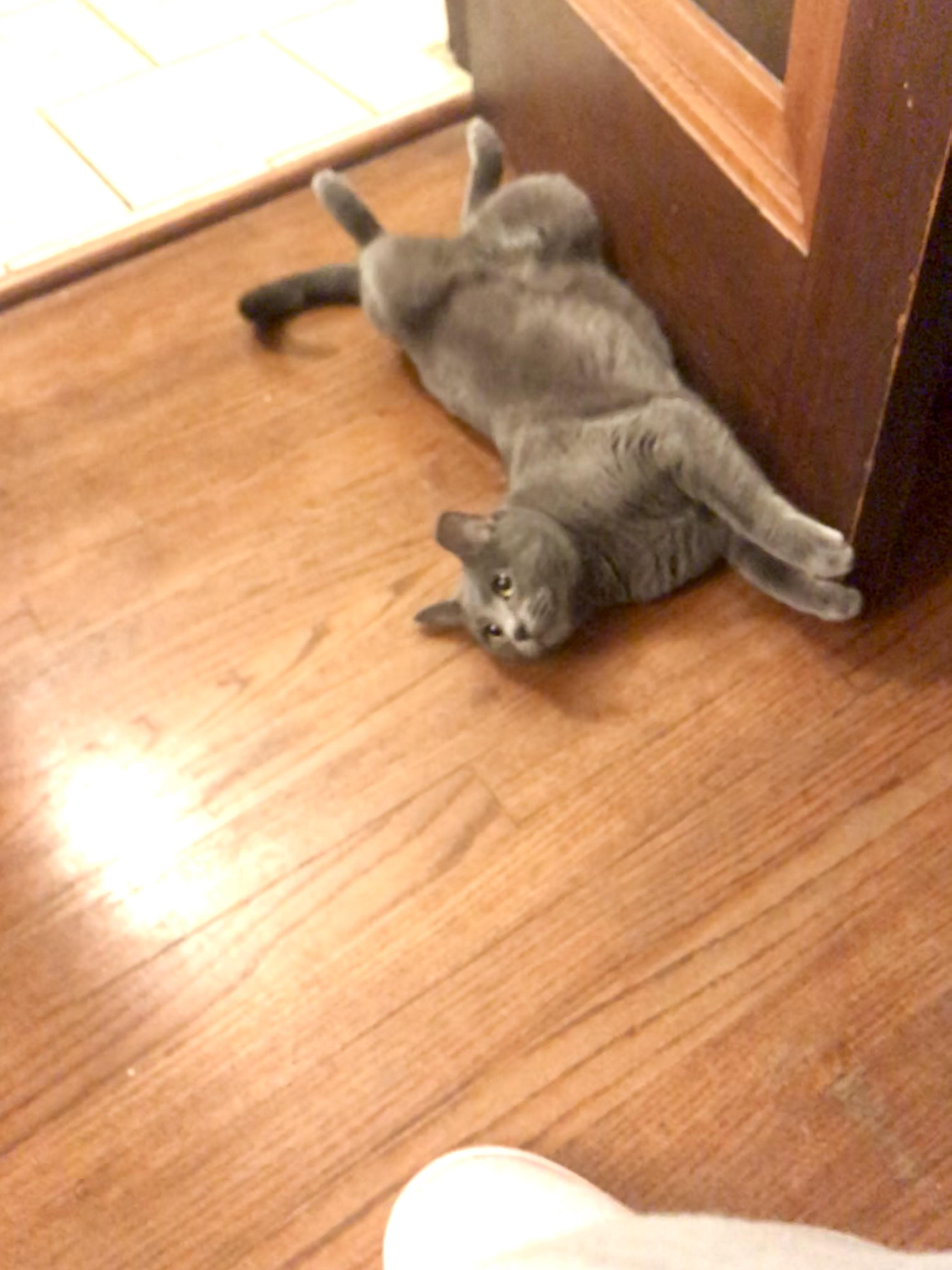 A precious Kit Kat | Scrolller