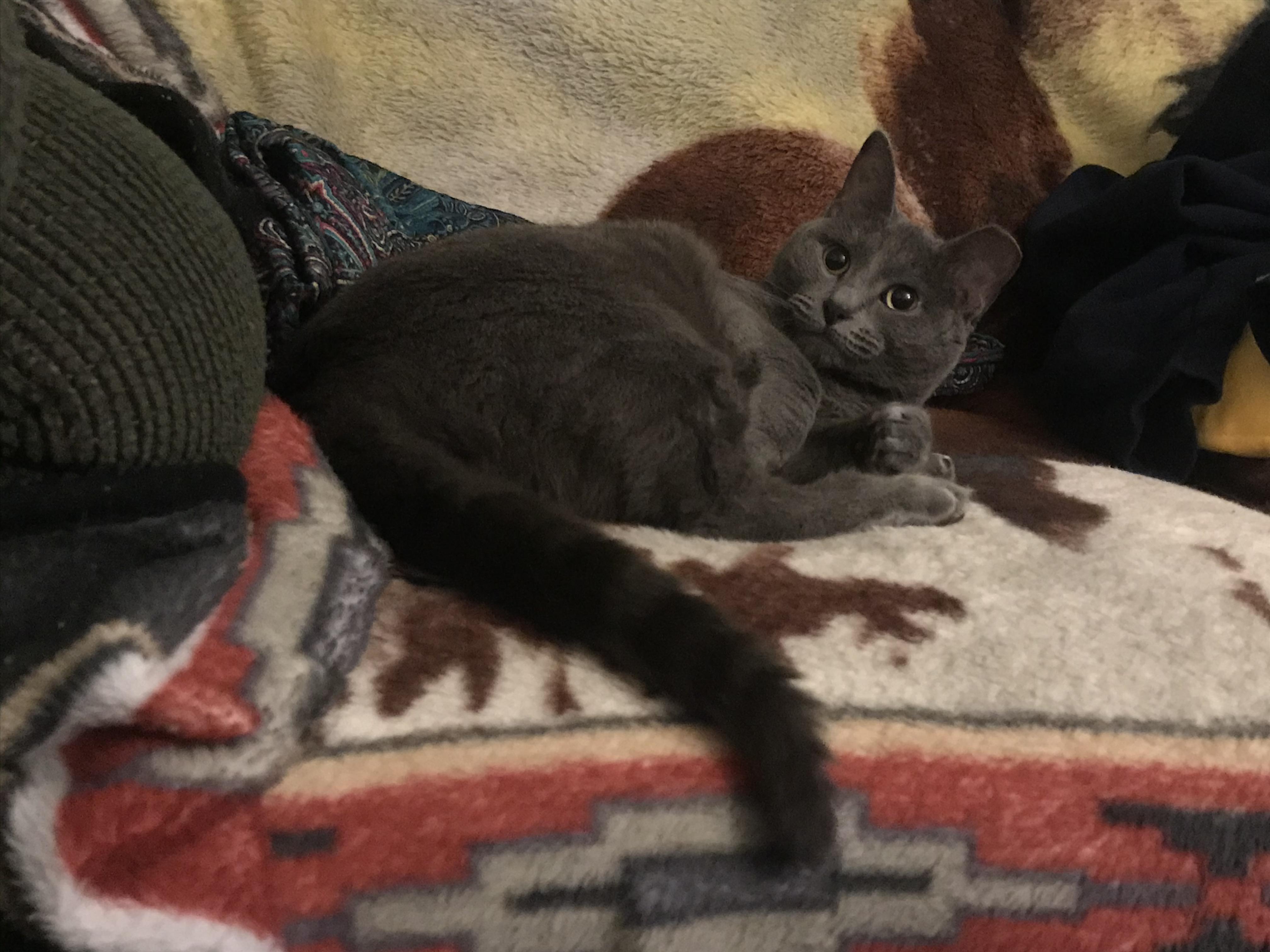 A pretty Kit Kat | Scrolller