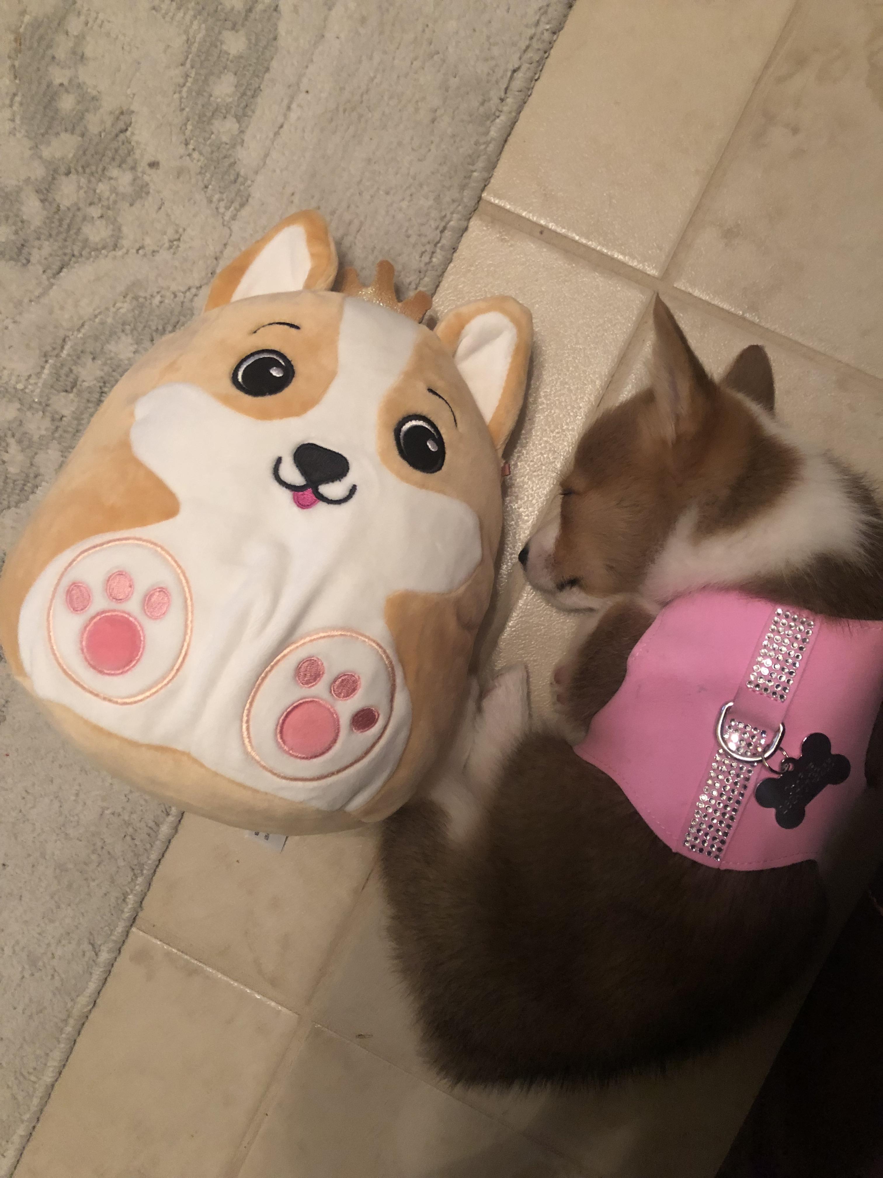 A princess loaf and her twin. | Scrolller