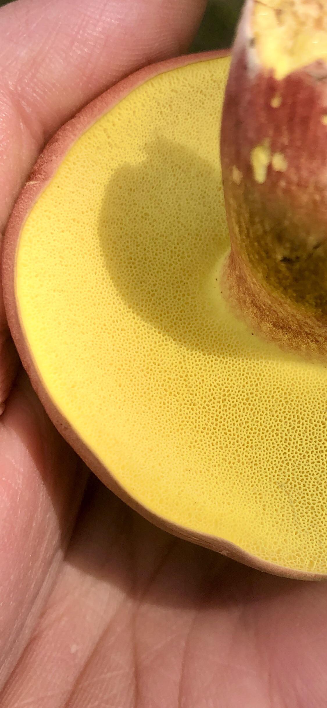 Perfect pores on Baorangia bicolor mushroom. | Scrolller