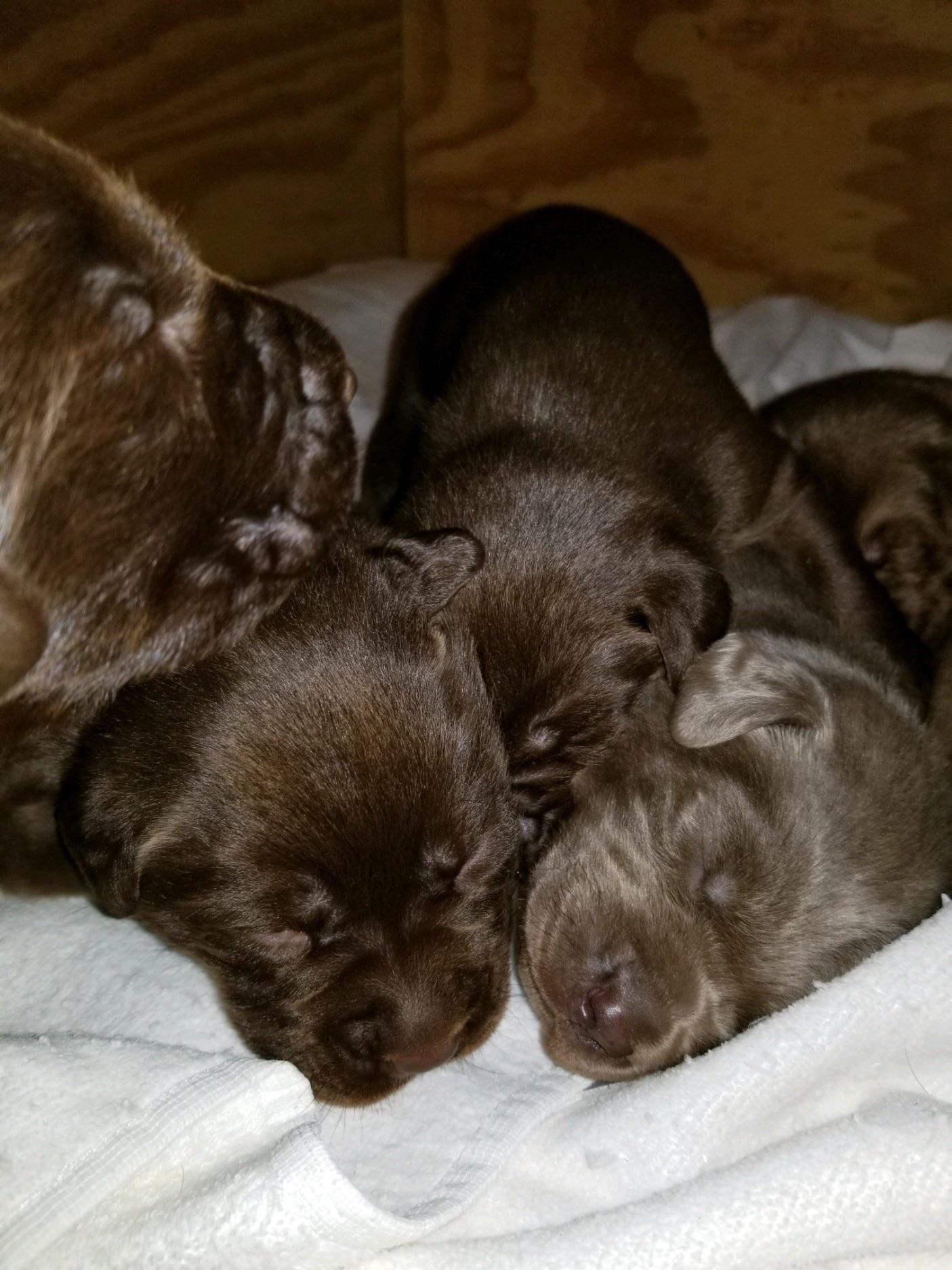 a puddle of melted hershey’s kisses 🥰 | Scrolller