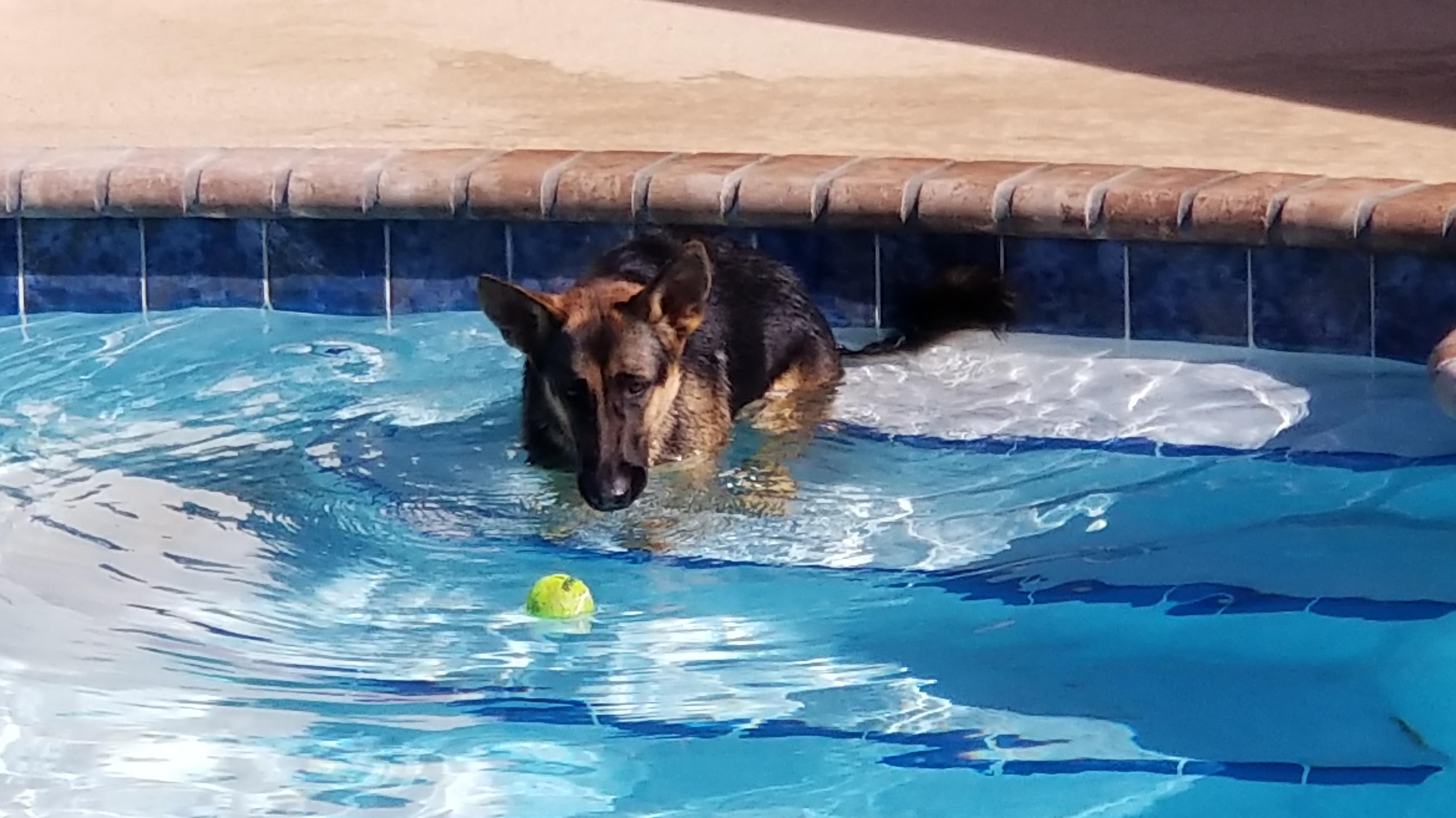 A quick break from fetch to cool down. Cant let the ball get away though! | Scrolller