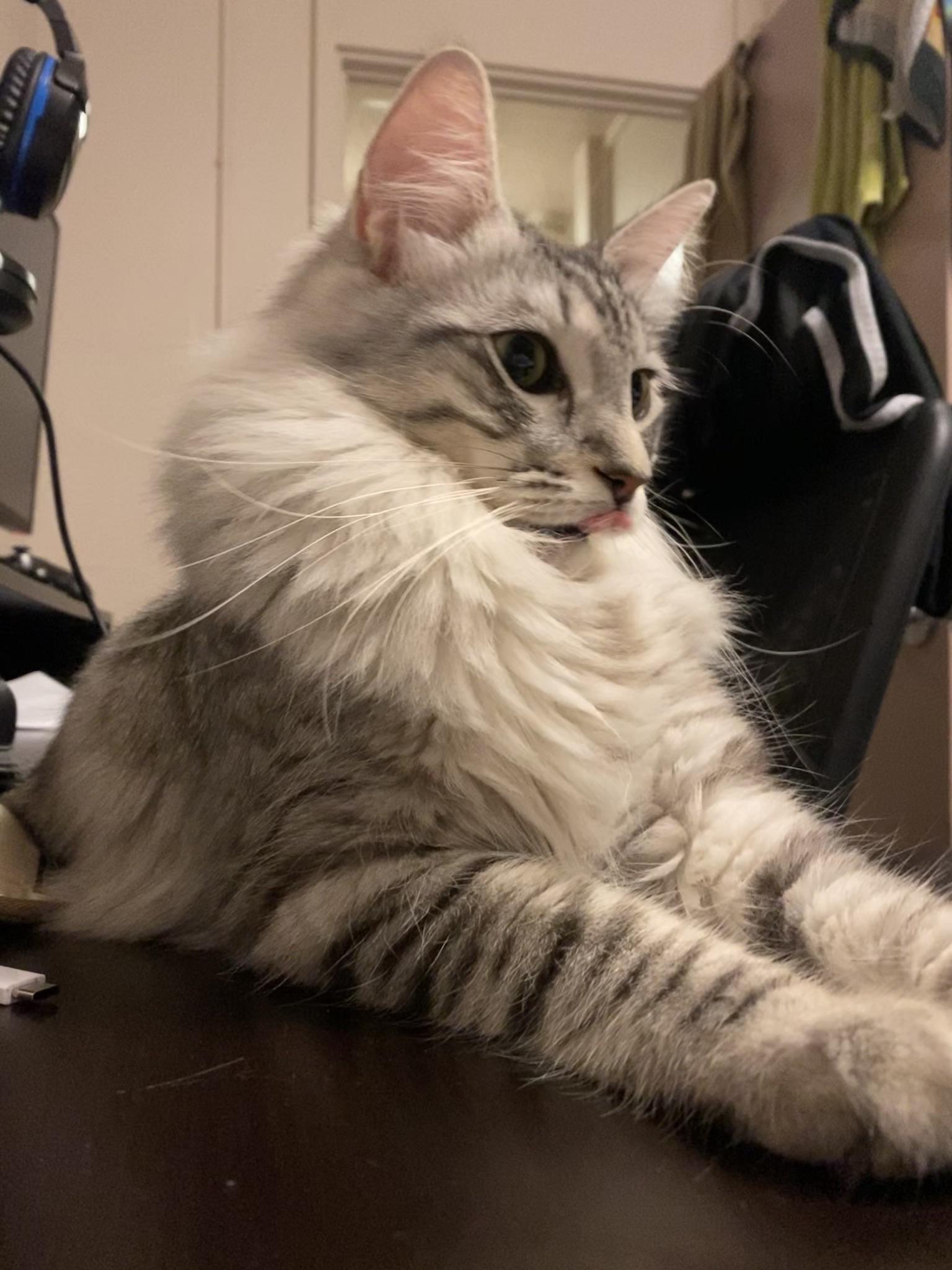 a rare mlem from my floofster | Scrolller