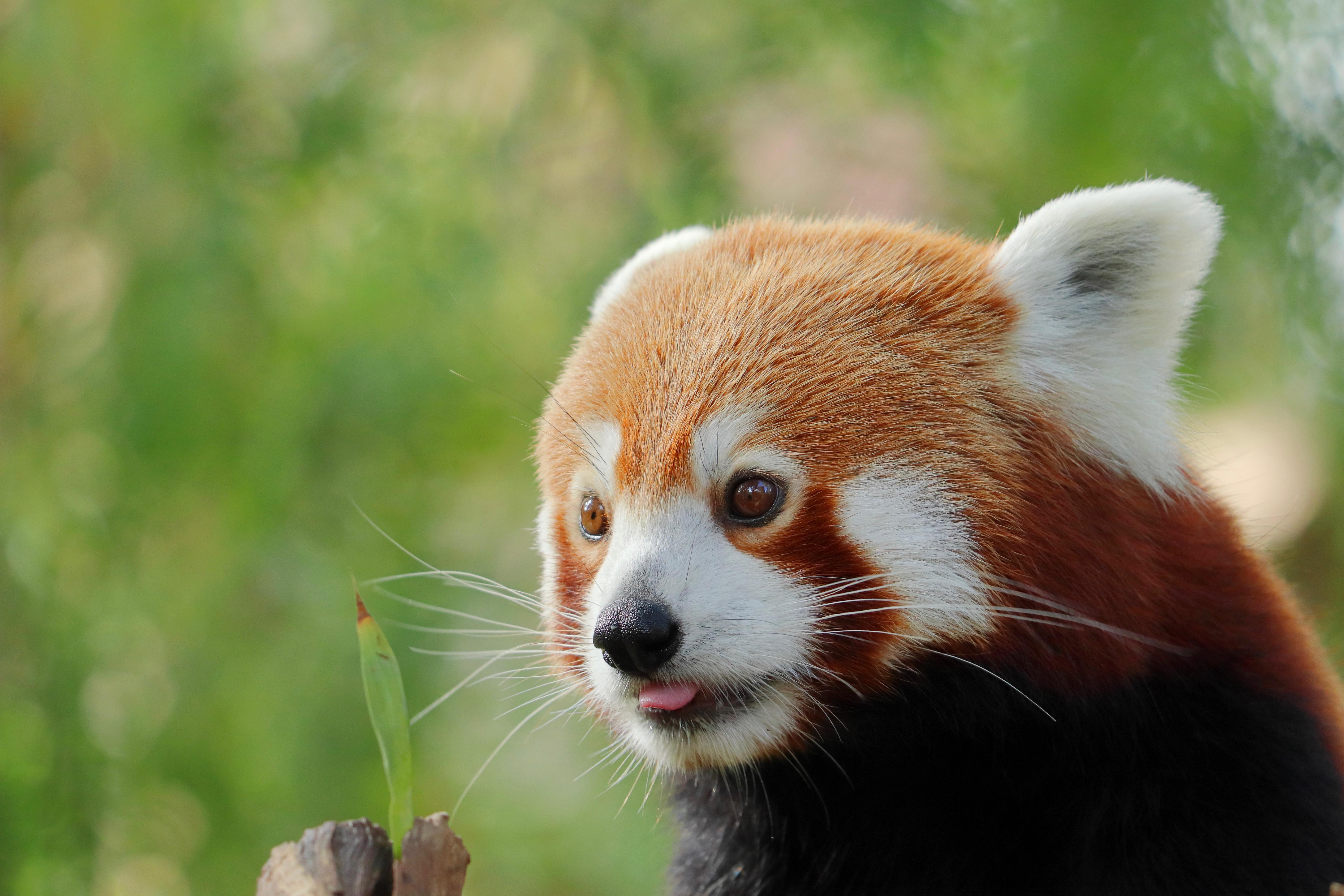 A Red Panda and a Leaf [OC] | Scrolller