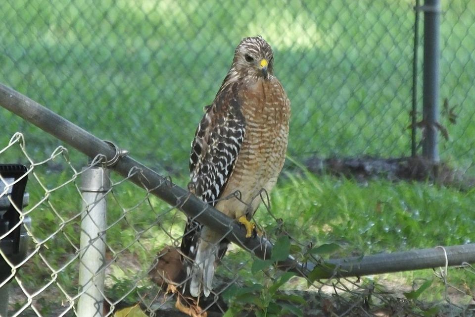 A Red Shouldered Hawk in my backyard. | Scrolller