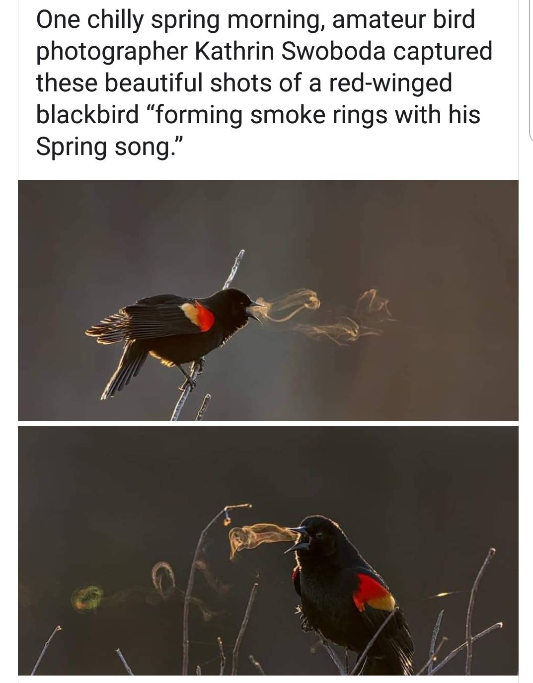 🔥 A Red-winged Blackbird song you can see. | Scrolller