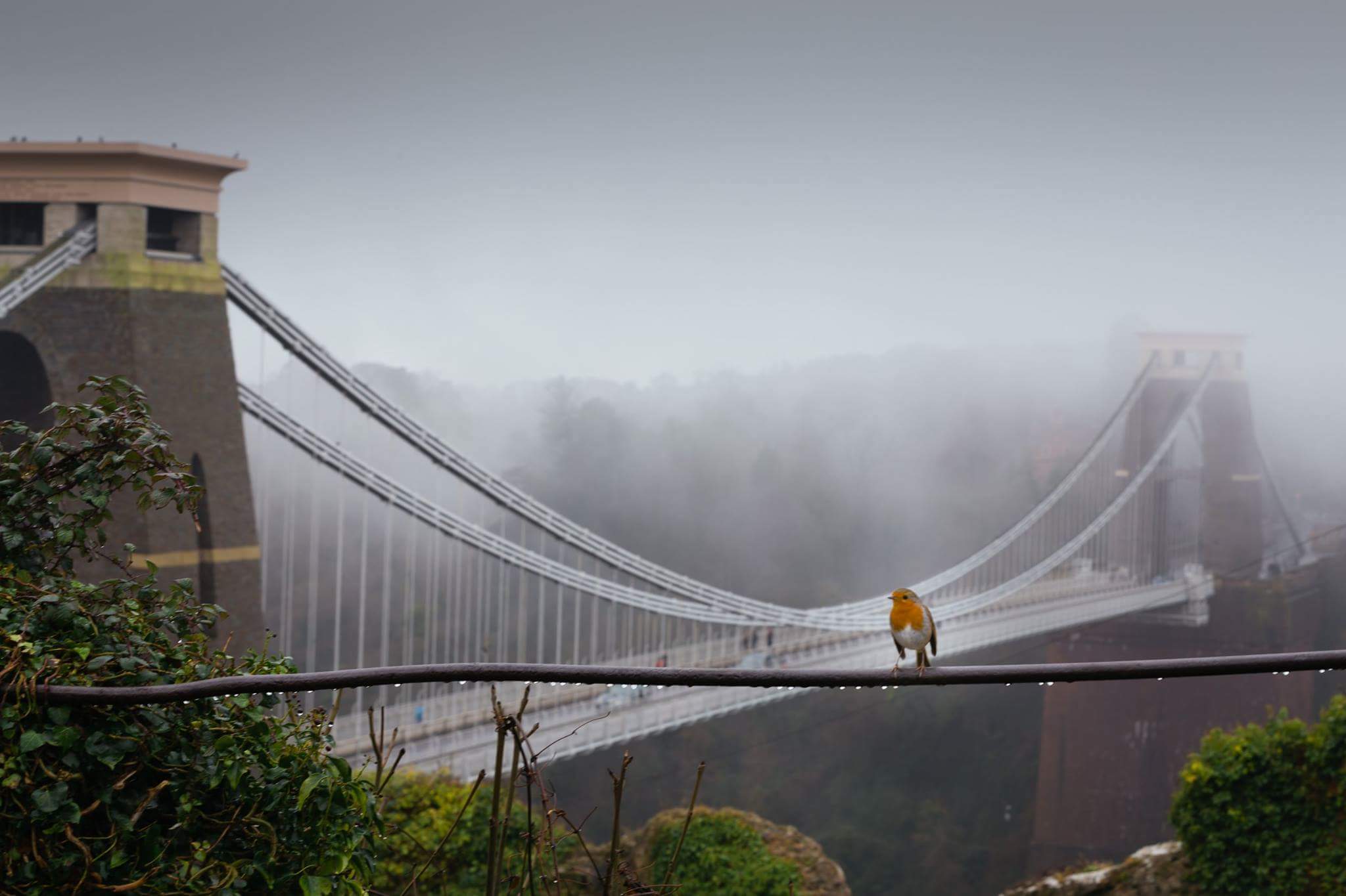 A Robin on Clifton Suspension Bridge.... | Scrolller