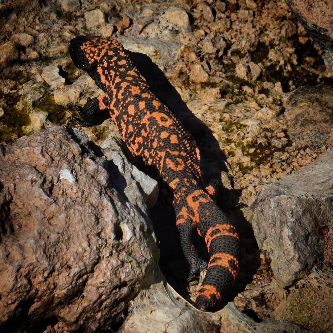 A Saurian, Arisen! Strike the tail! | Scrolller