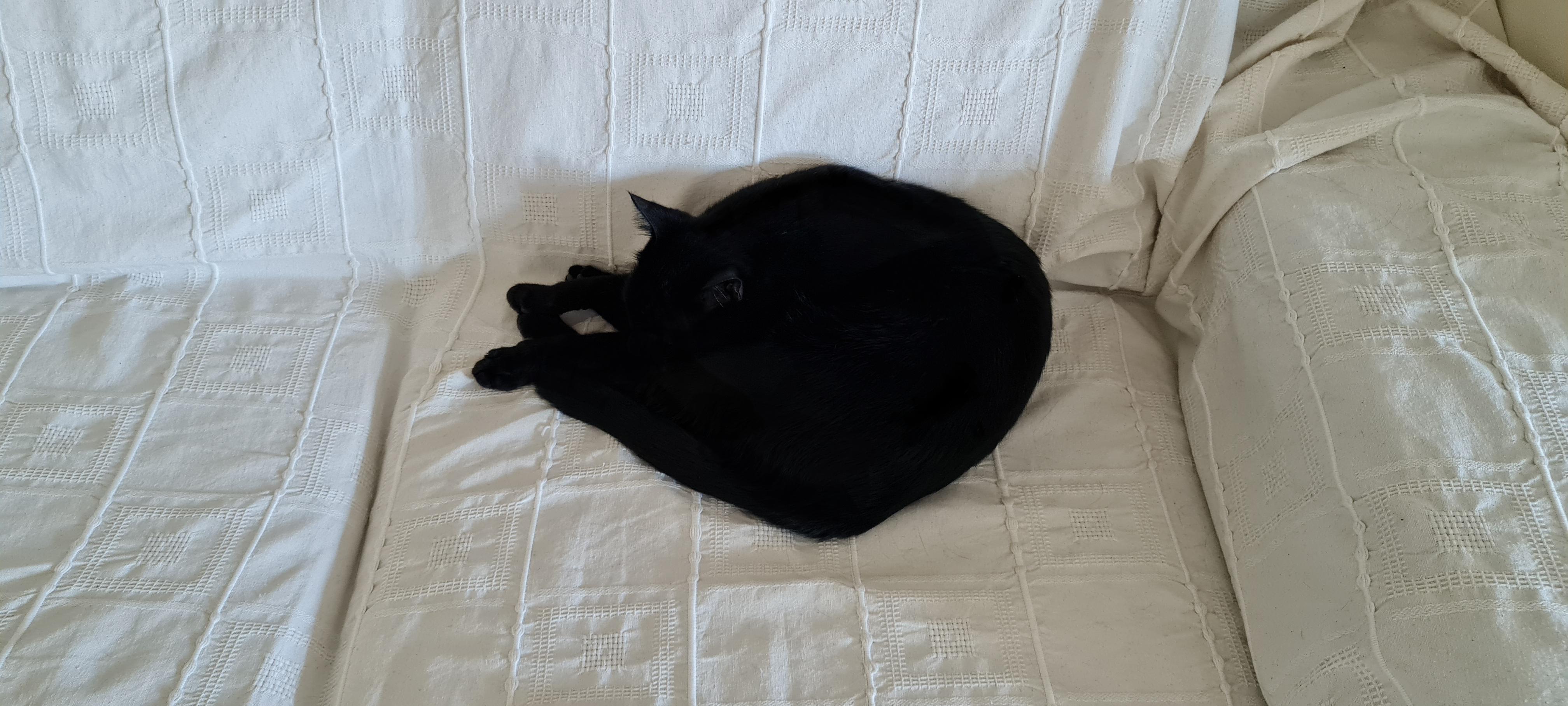 a shrimp void | Scrolller