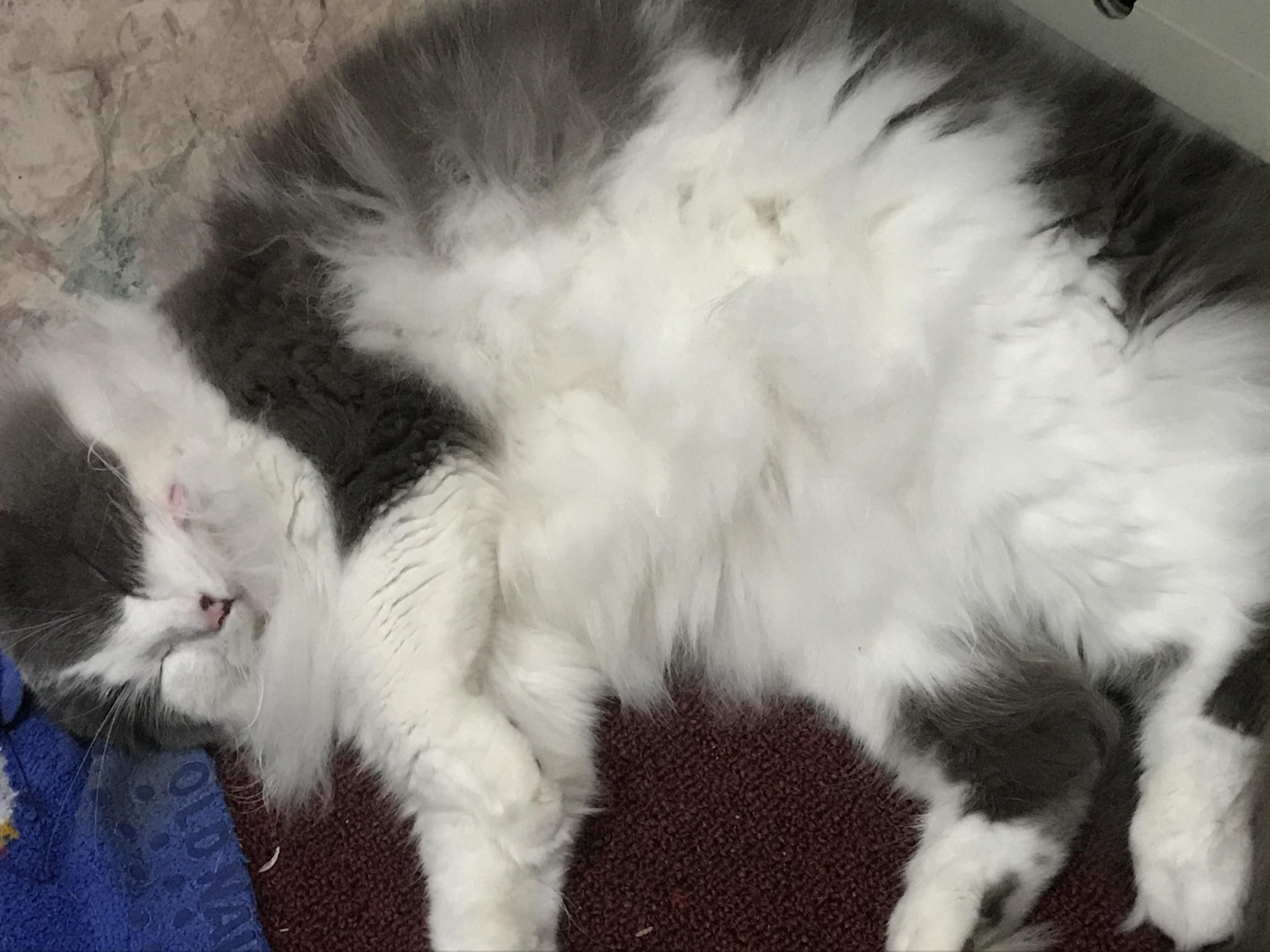 A Sleepy Floof | Scrolller