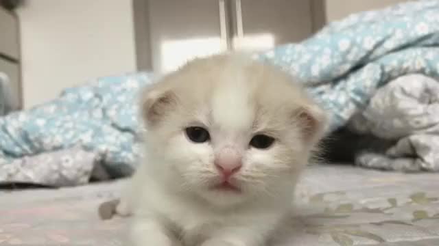 A sleepy kitten | Scrolller