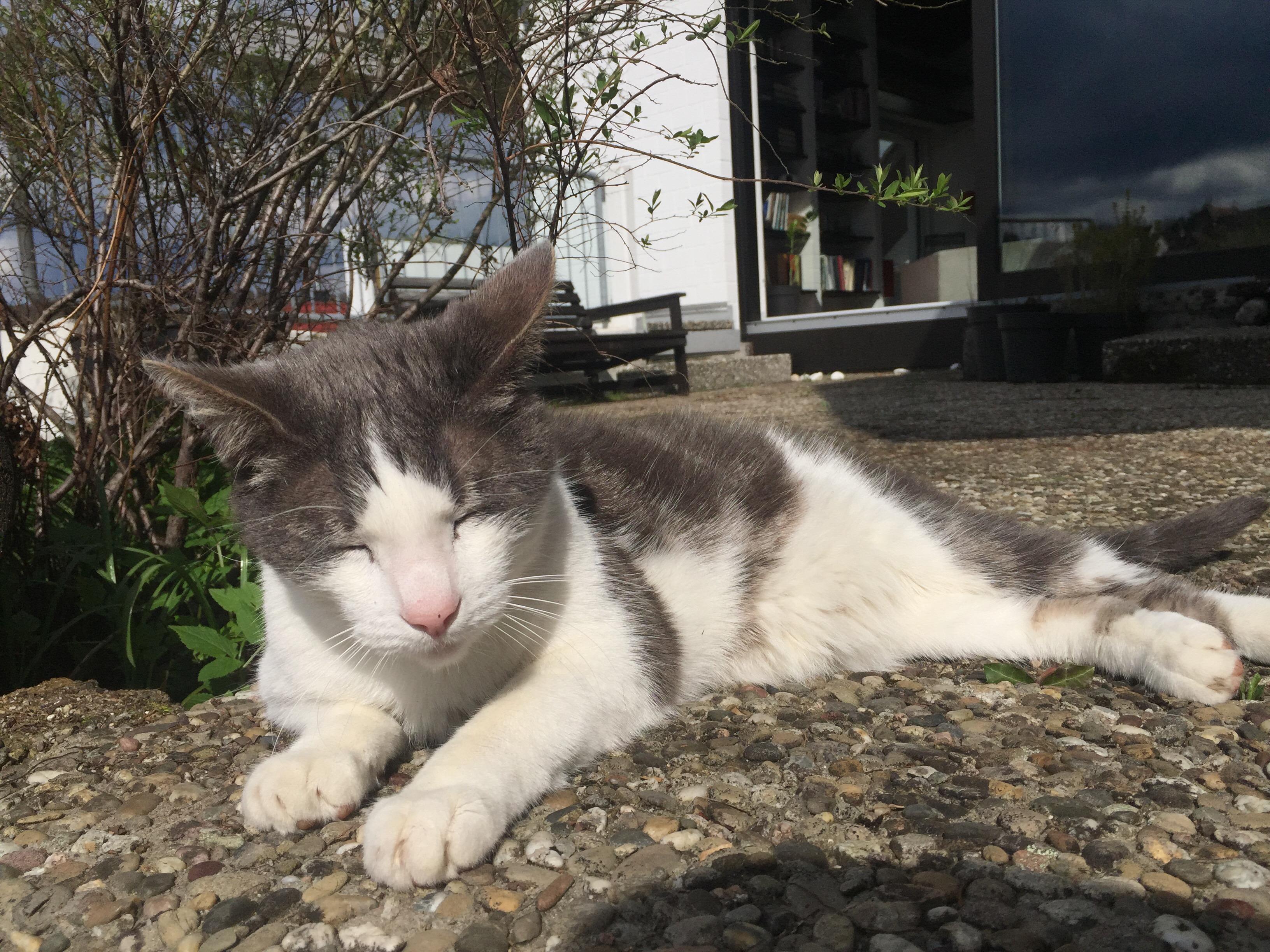 a sleepy sunny boy | Scrolller