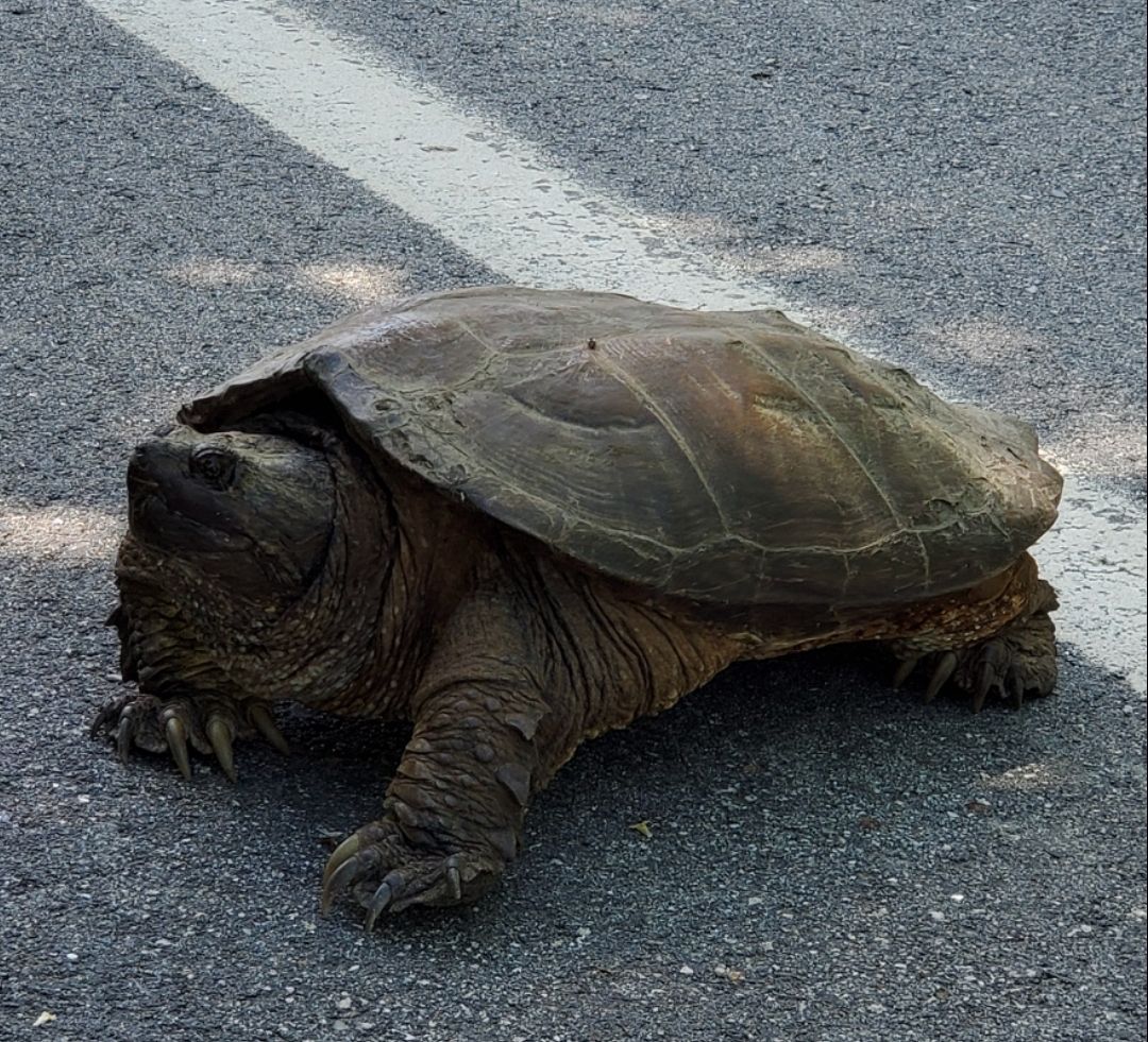 A Snapping Turtle I came across earlier today | Scrolller