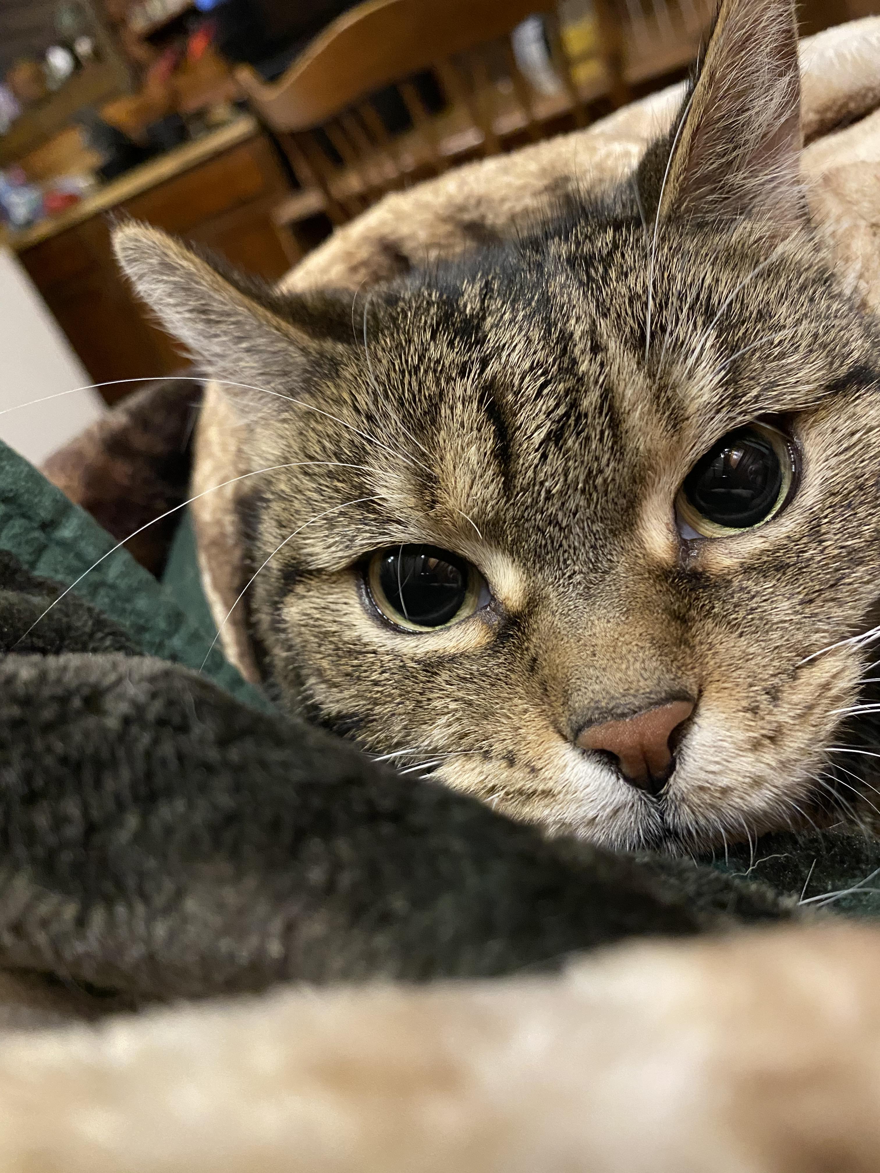 A spicy purrito | Scrolller