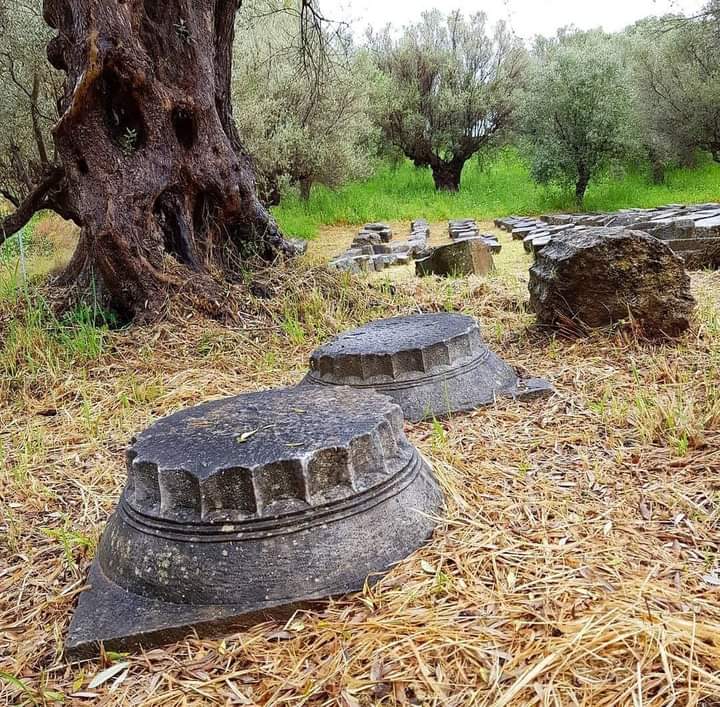 Ancient ruins among the olive trees in Sparta, Laconia, Greece. | Scrolller