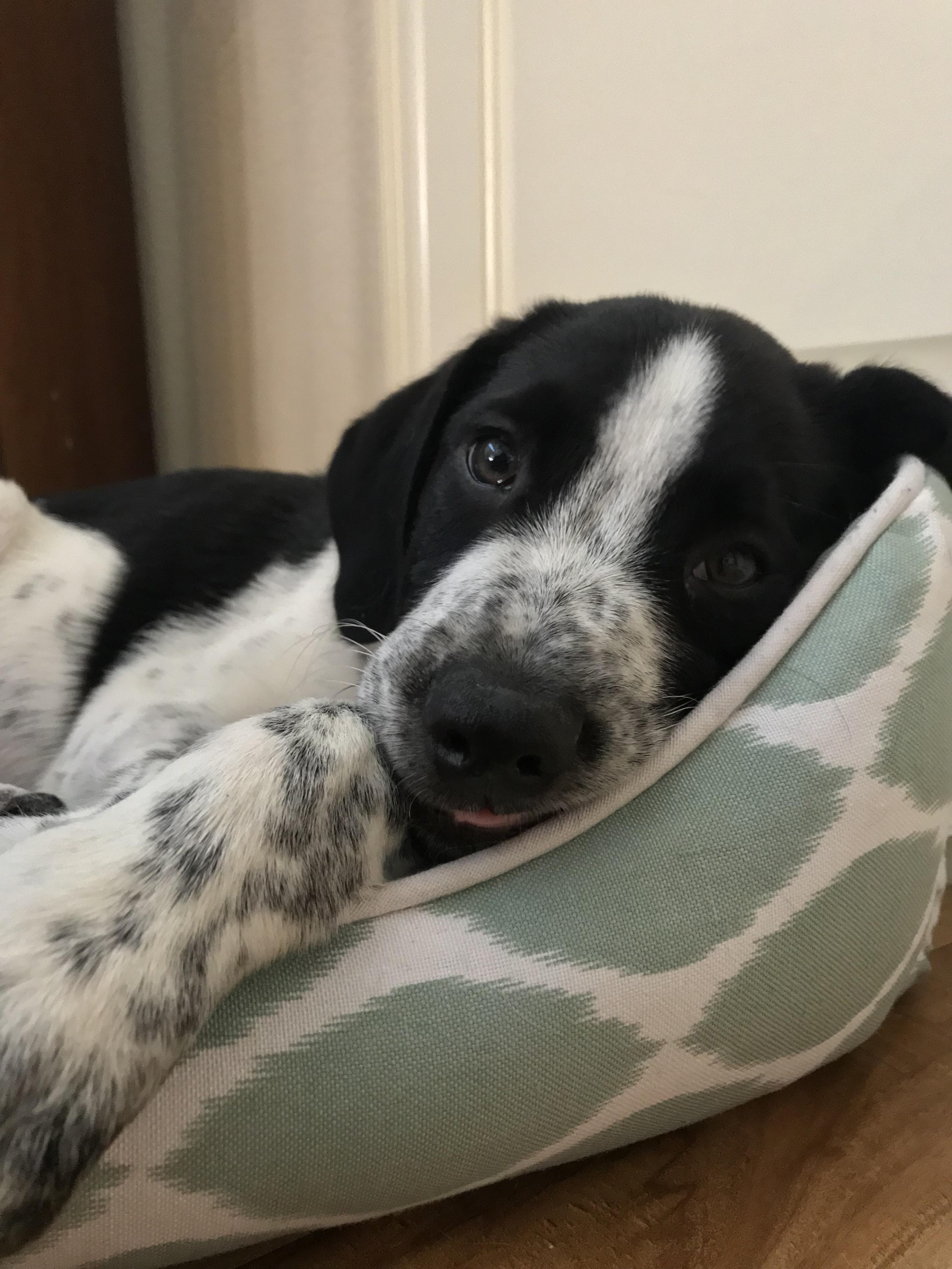 A tiny mlem from our new 8-week-old baby boy Rocky. | Scrolller