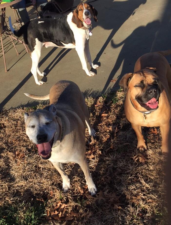 A trifecta of pure pupper joy! | Scrolller