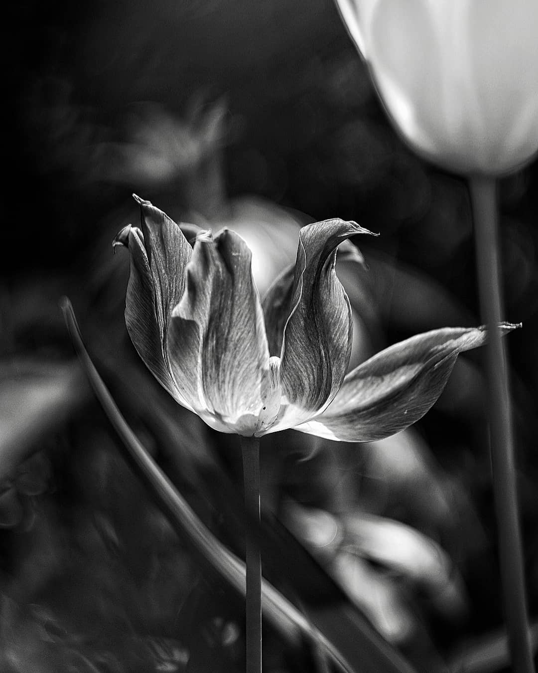 A Tulip | Scrolller
