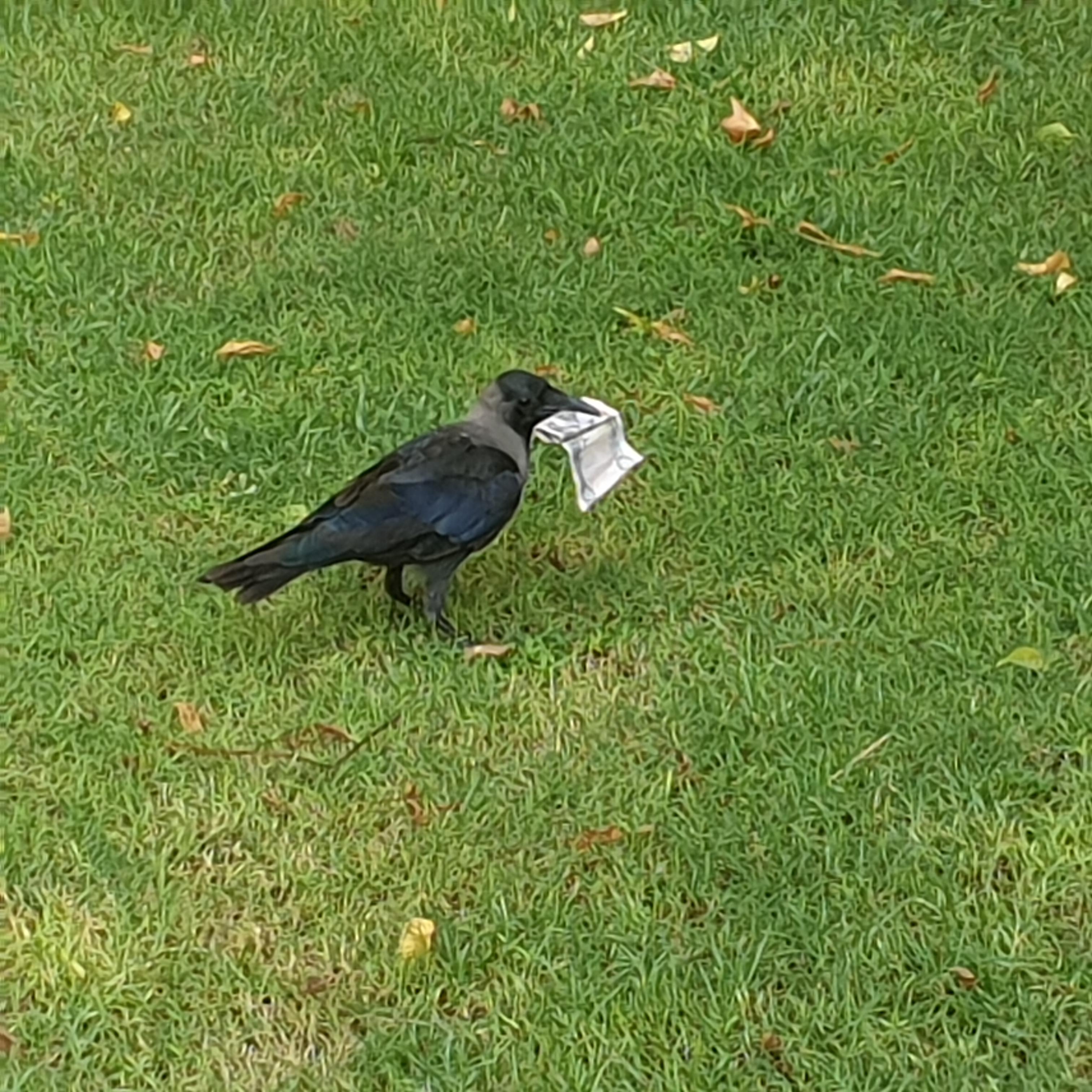 A typical Dubai crow | Scrolller