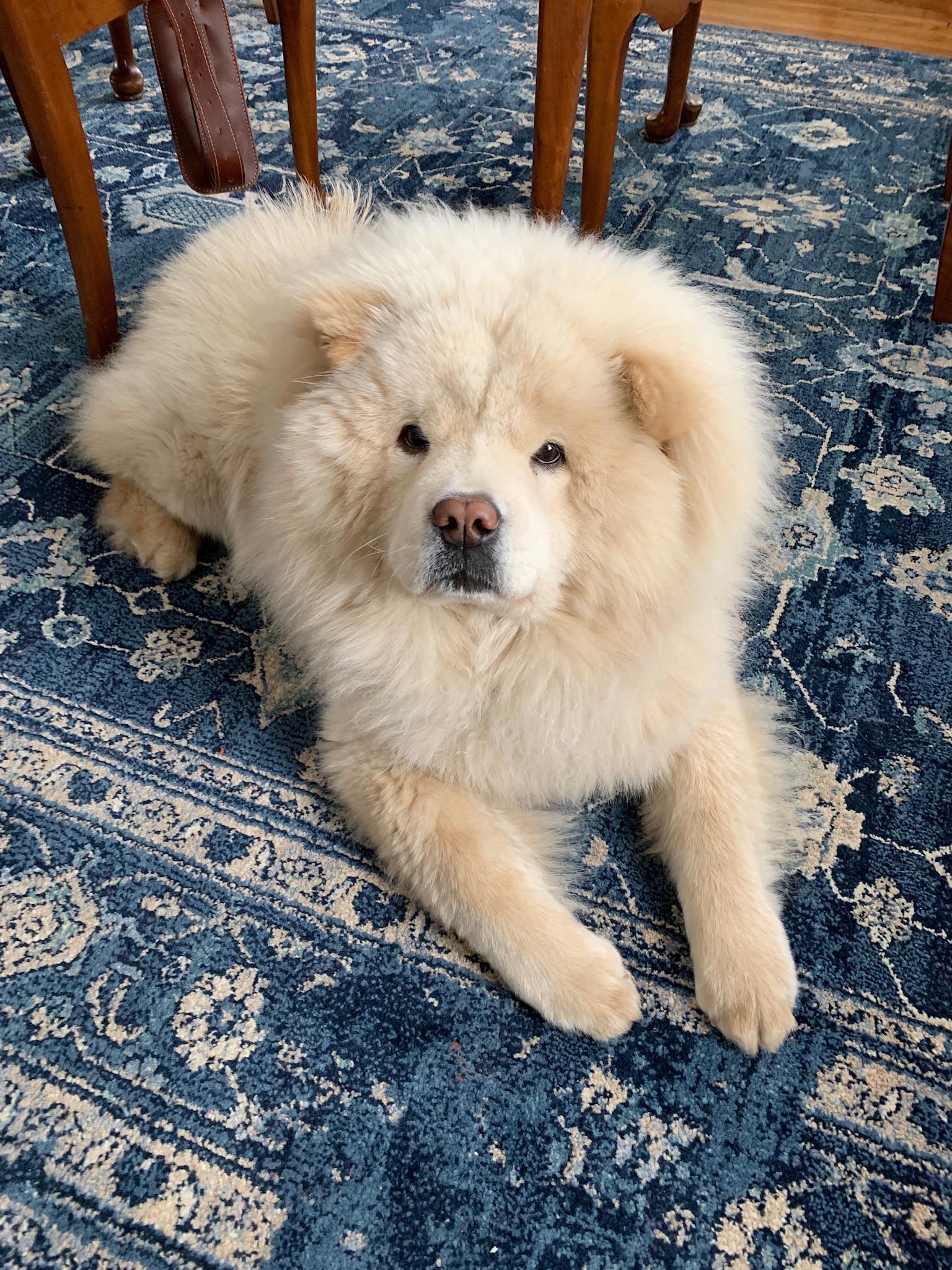 A very calm fluffy boy | Scrolller