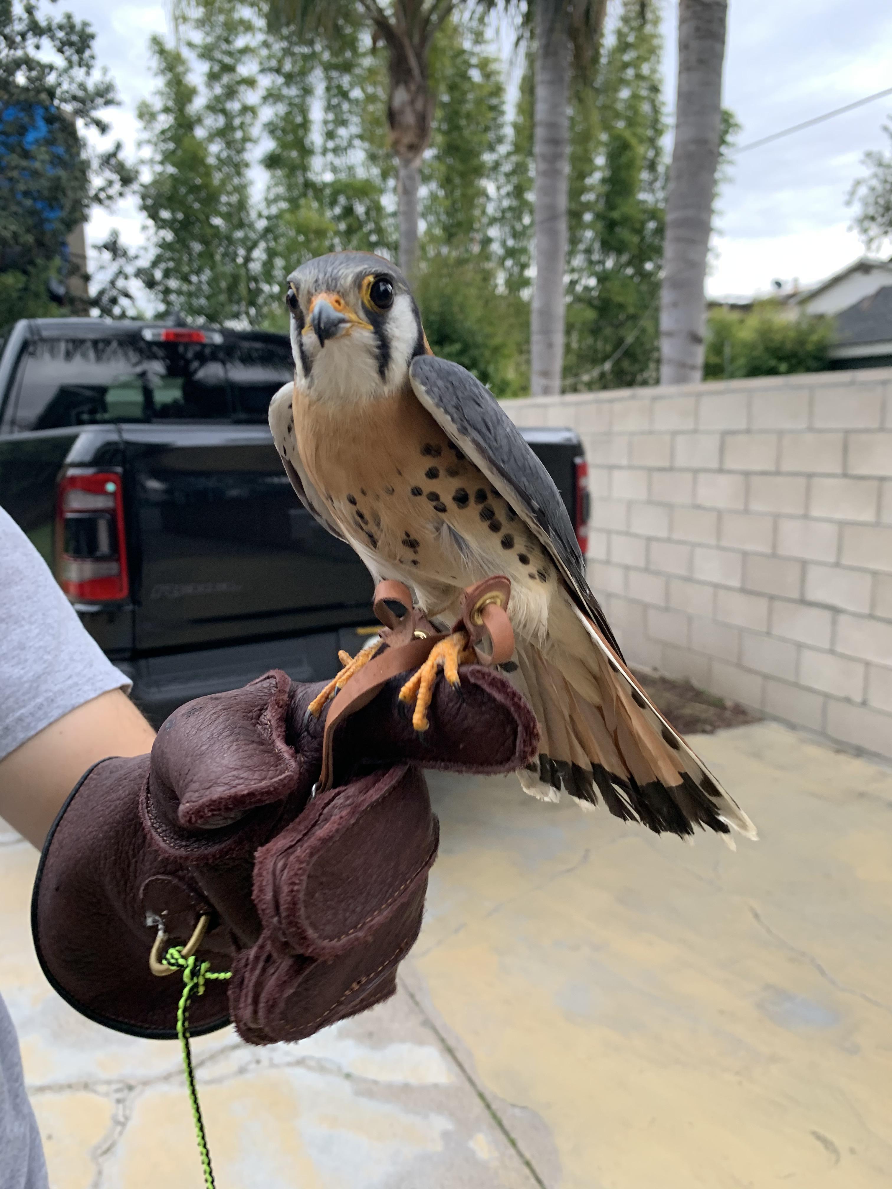 A very excited husband finally caught his first hawk! | Scrolller