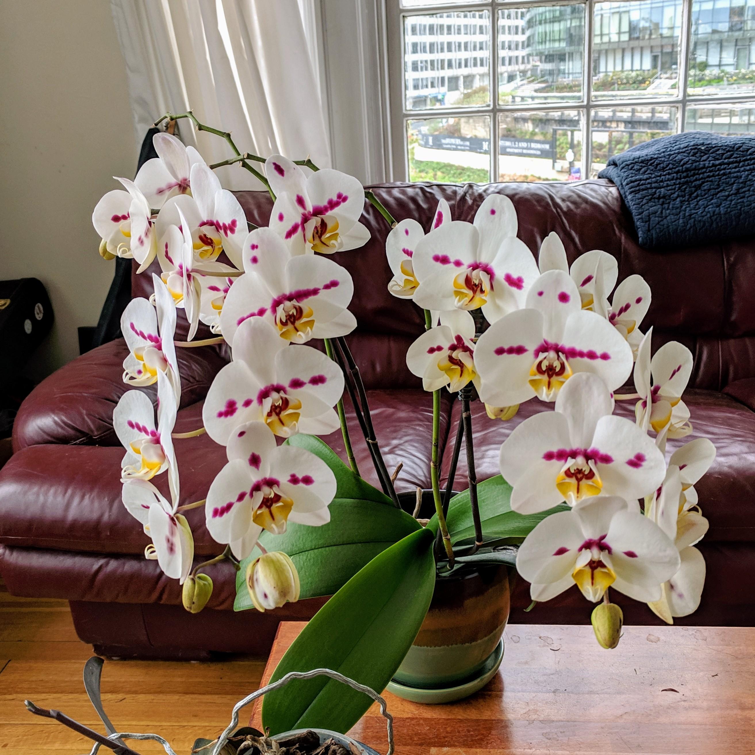 A very happy orchid 😸 | Scrolller