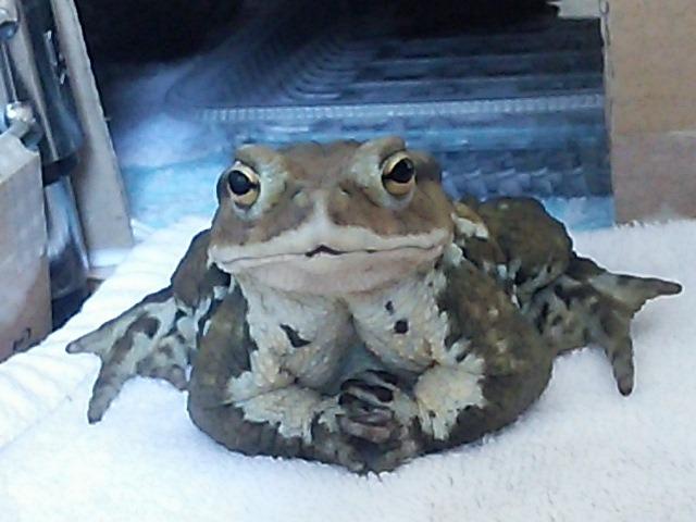 A very polite frog | Scrolller