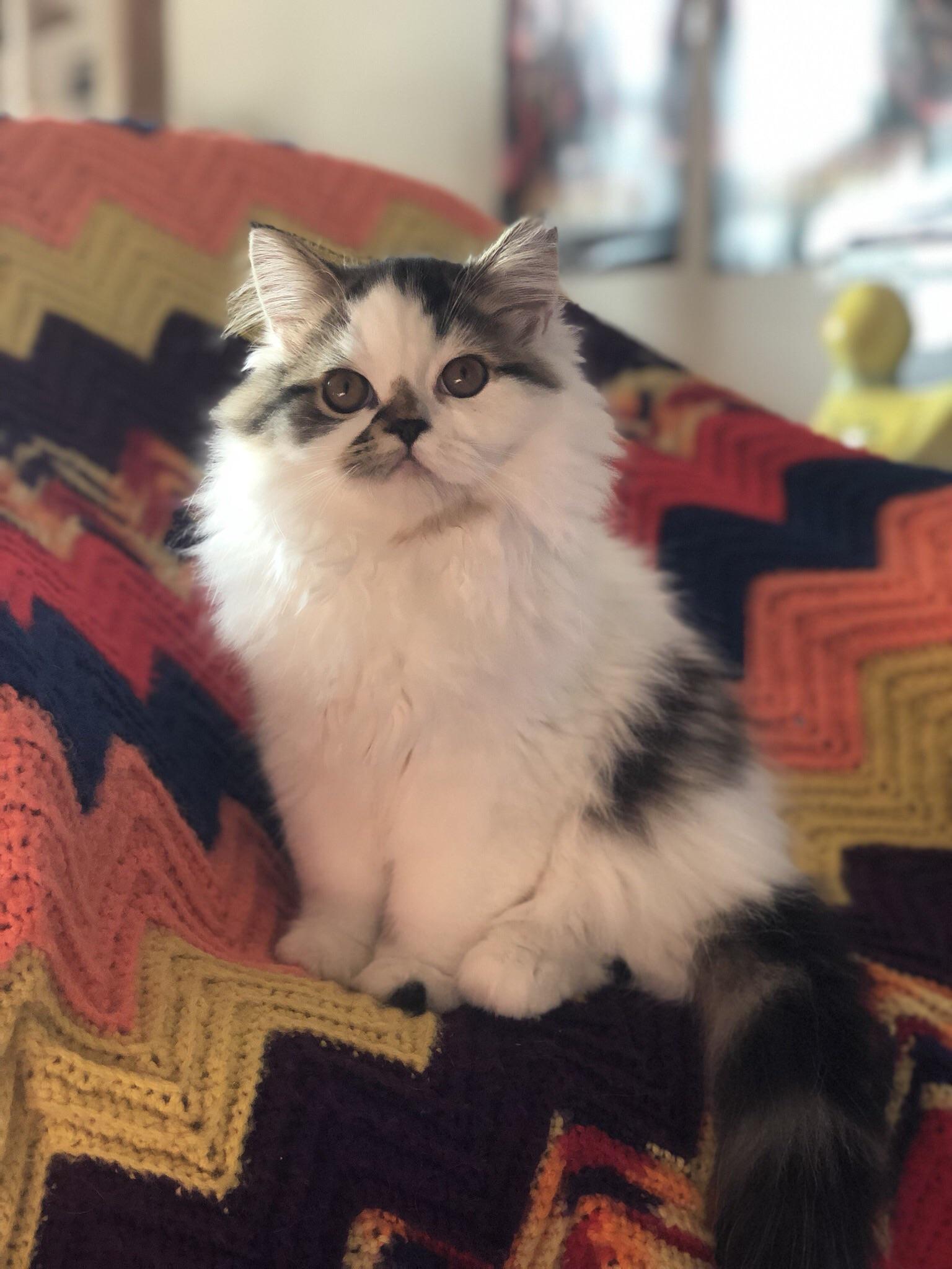 A very regal looking Mr. Stark! | Scrolller